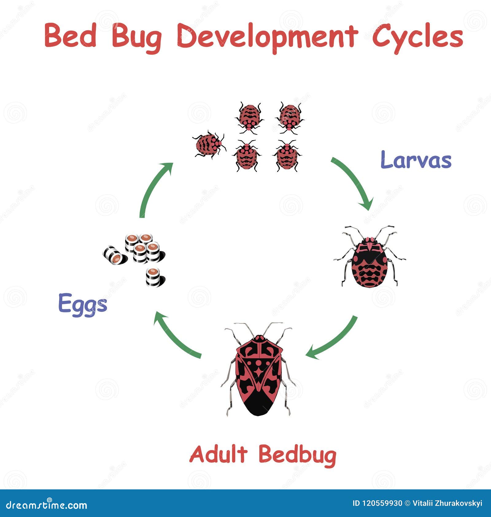 Bed Bug Development Cycles. Education Vector Illustration ...