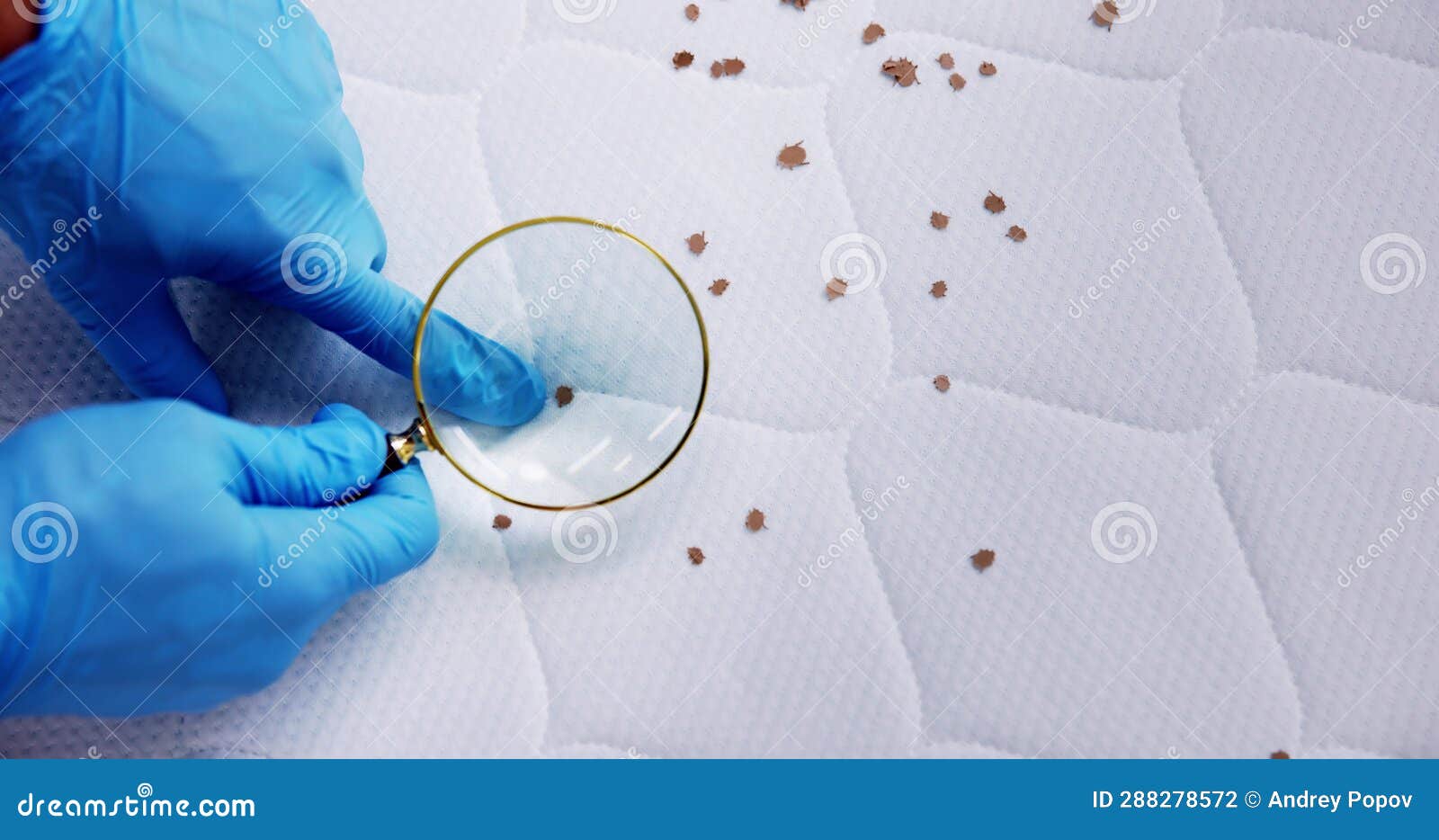 Bed Bug Infestation and Treatment Service Stock Photo - Image of glass ...