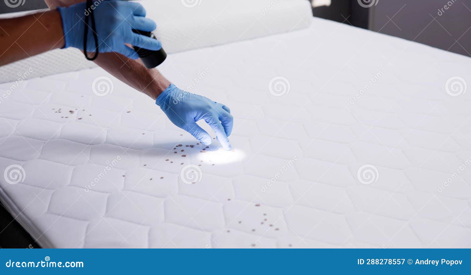 Bed Bug Infestation and Treatment Service Stock Image - Image of pest ...