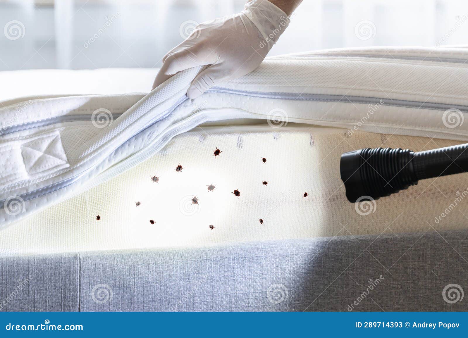 Bed Bug Infestation and Treatment Service Stock Image - Image of ...