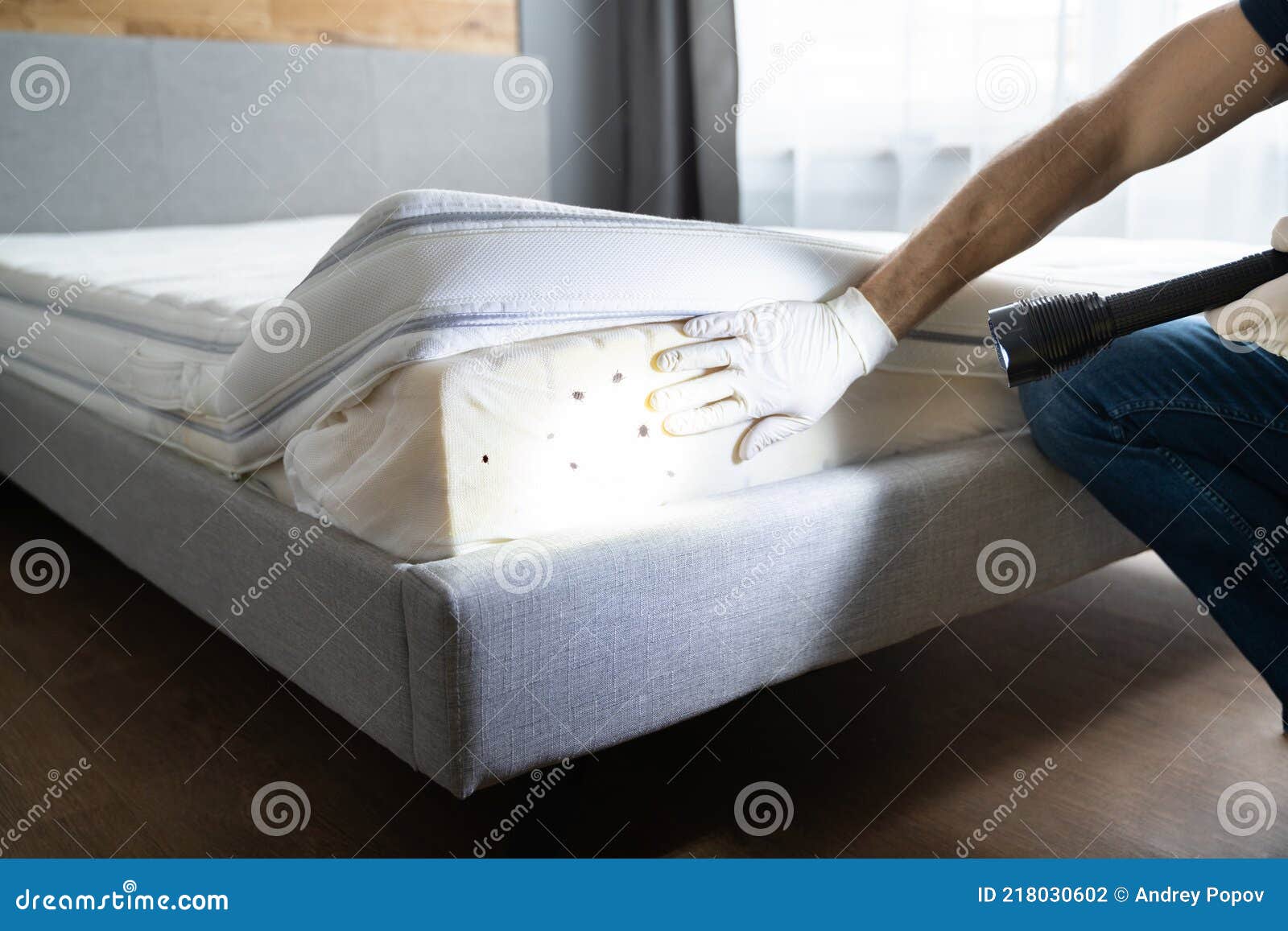 Bed Bug Infestation and Treatment Service Stock Photo - Image of ...