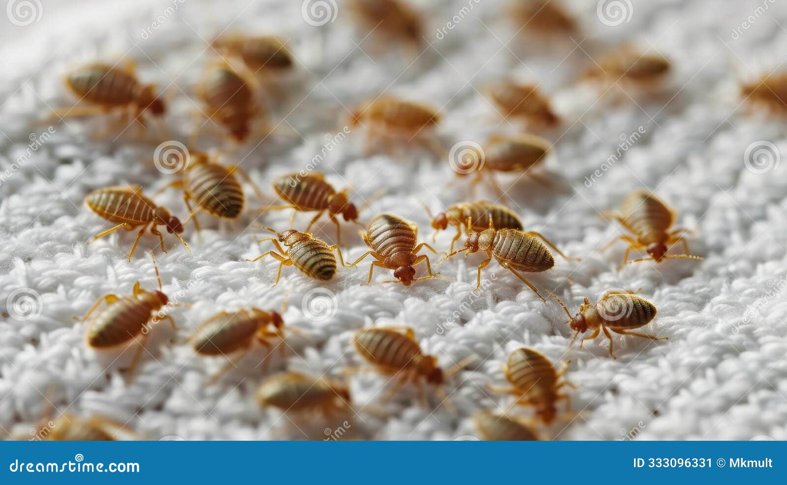 Bed Bug Infestation on White Fabric Revealing Numerous Pests in ...