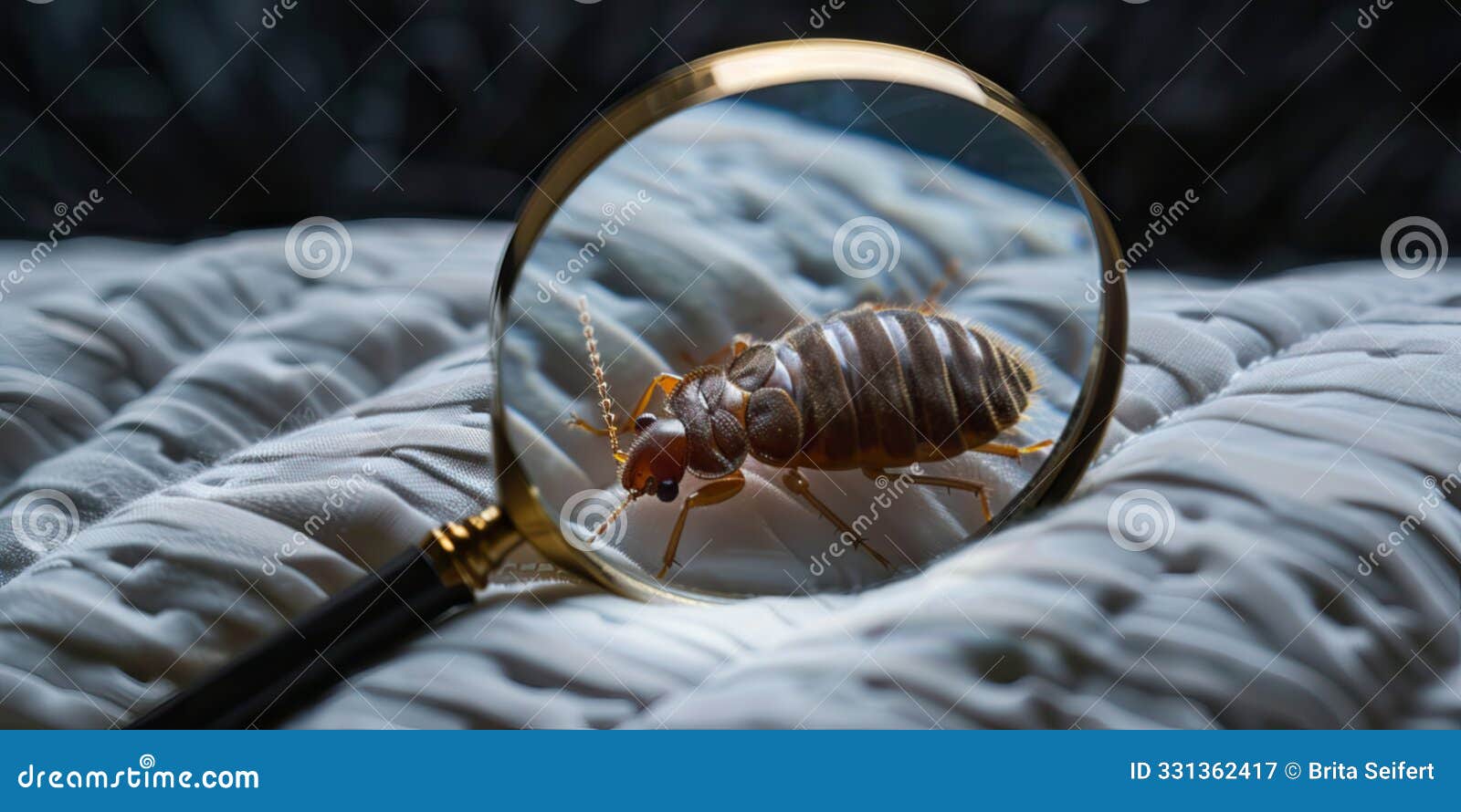 Bed Bug on Mattress Under Magnifying Glass Stock Illustration ...