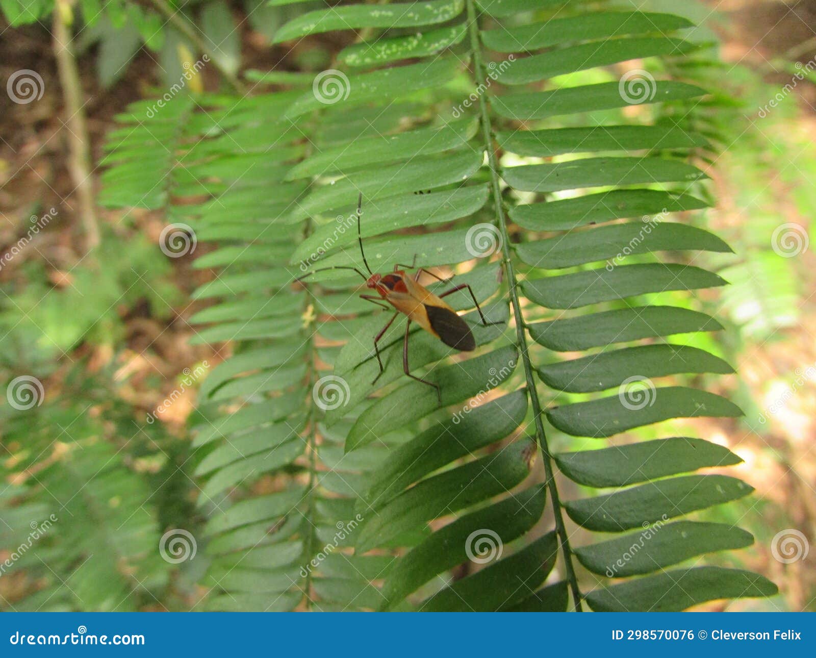 A bed bug sitting stock photo. Image of closeup, entomology - 298570076
