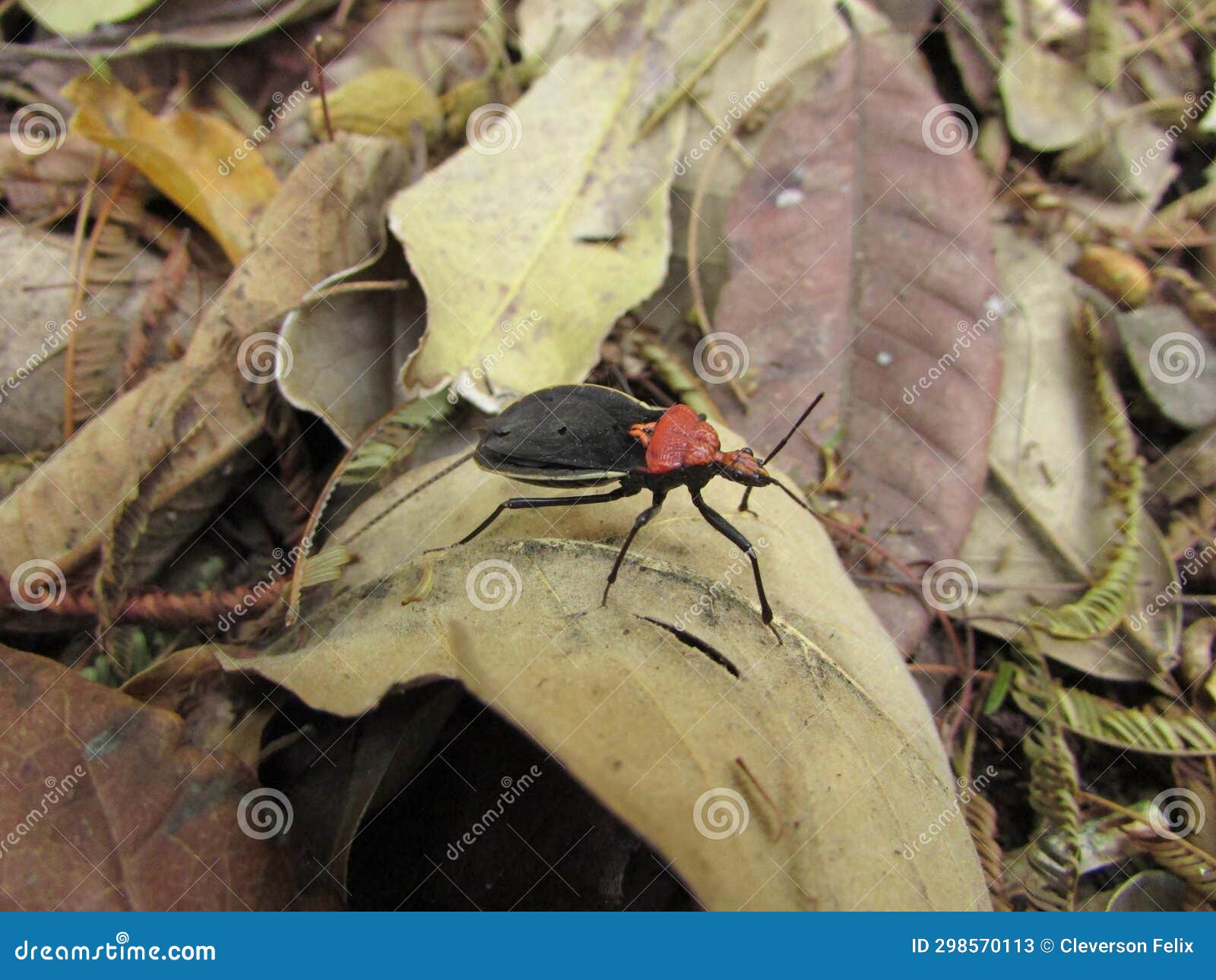 A Bed Bug Sitting on a Leaf Stock Image - Image of entomology, small ...