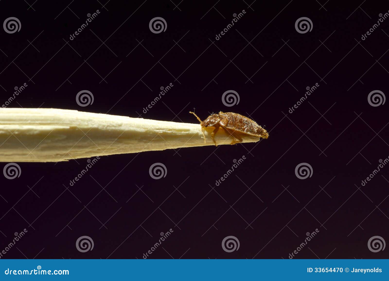 A Bed Bug on a stick stock photo. Image of blood, stick - 33654470