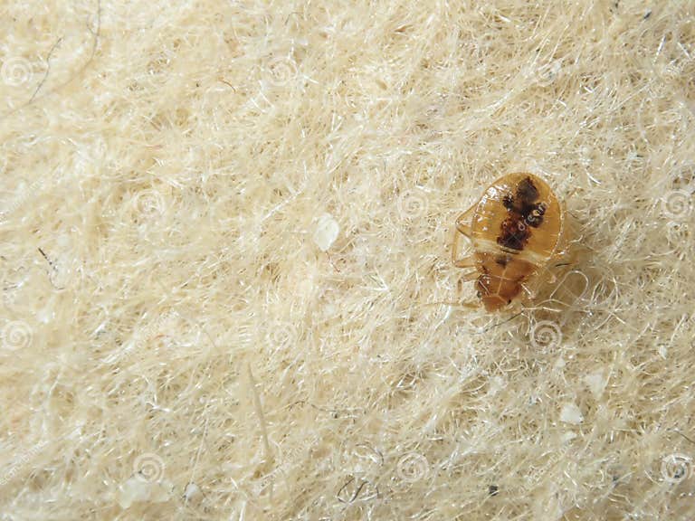 Bed Bug on the Upholstery of the Sofa. Stock Photo - Image of america ...