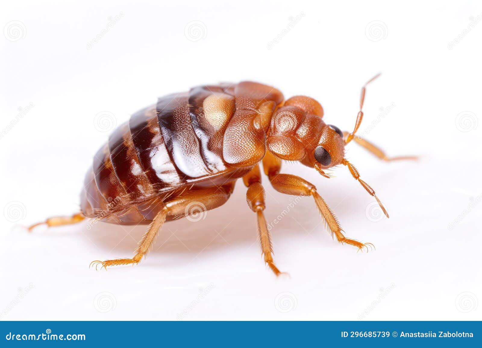 Bed Bug on White Background. Generative AI Stock Illustration ...