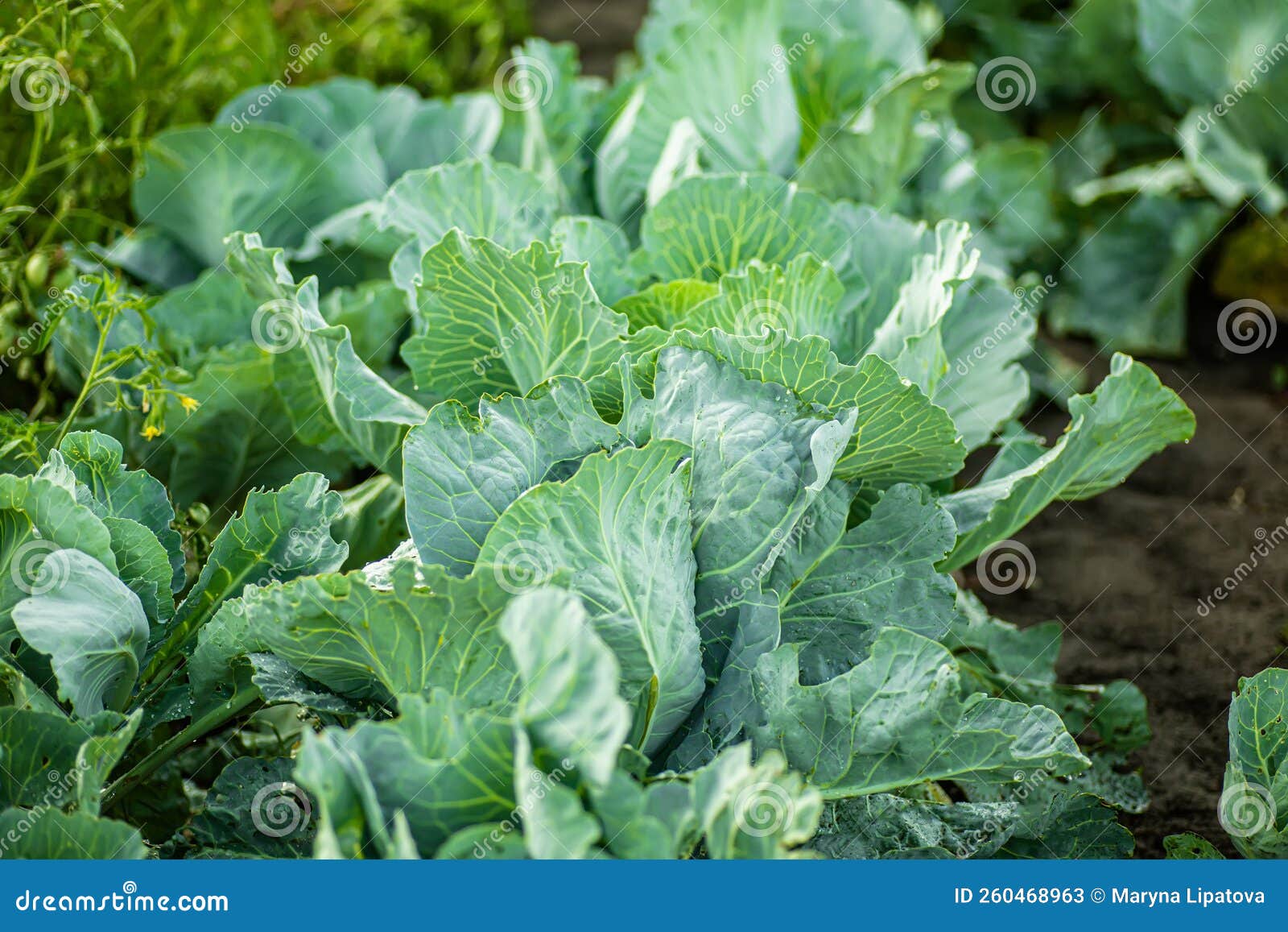 Bed of Cabbage in Garden after Rain. Fresh Cabbage in Backyard Stock ...