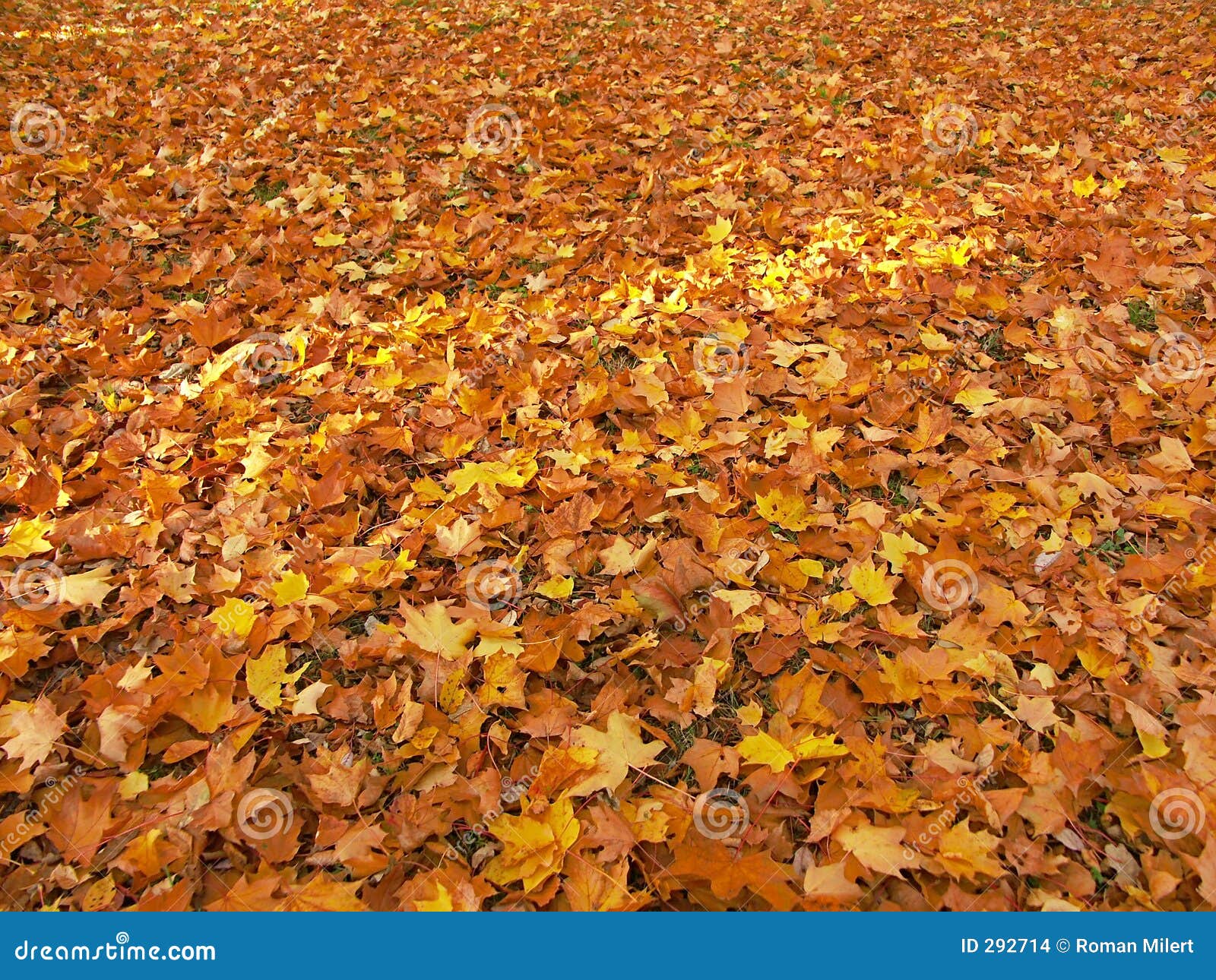 Bed of dead maple leaves stock photo. Image of landscape - 292714