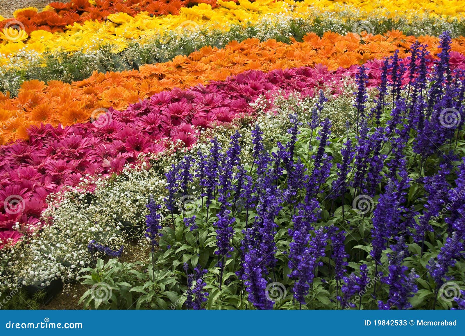 Bed of Floral Rainbow stock image. Image of arrangement - 19842533