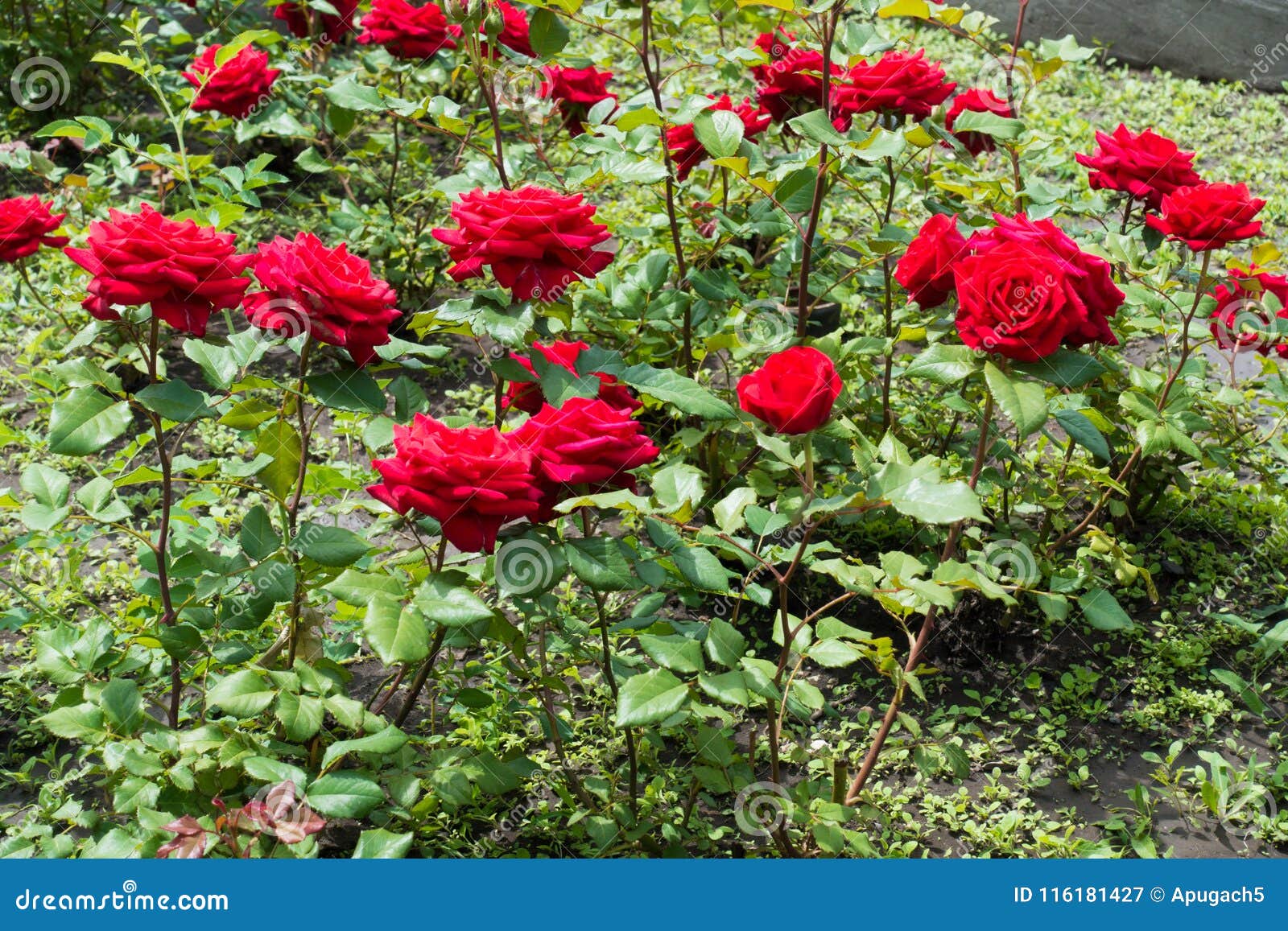 Bed of Flowers of Red Roses Stock Image - Image of bloom, florescence ...