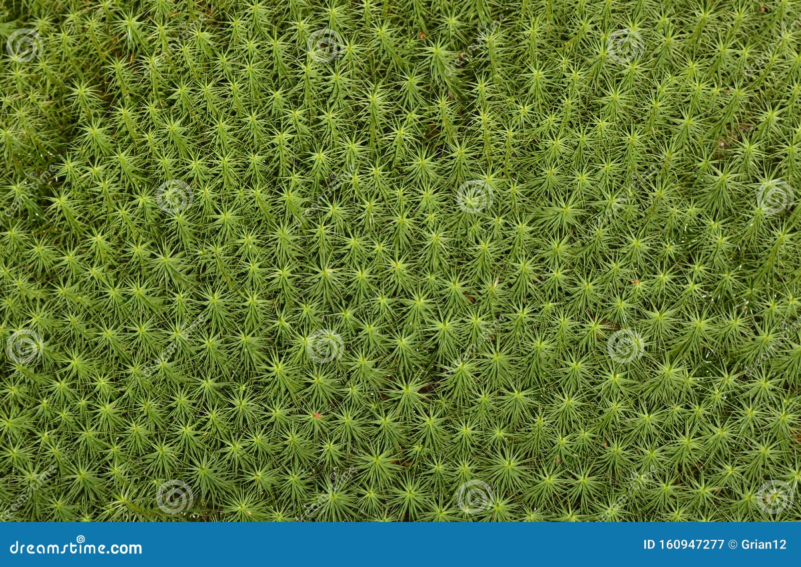 Bed of Green Moss Makes Striking Pattern Stock Image - Image of ...