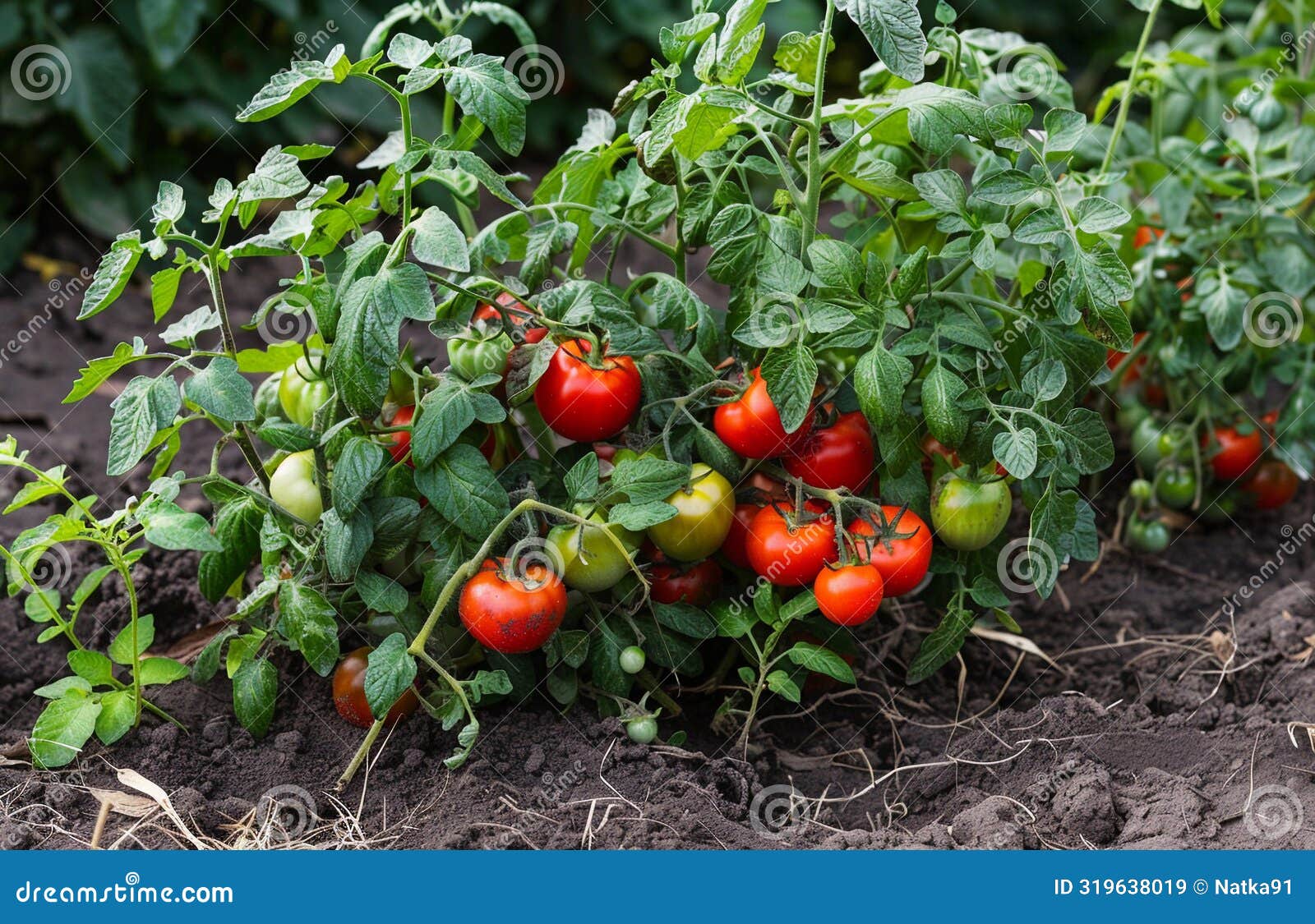 Bed with Growing Tomato, Tomato Bush Close-up, Negative Space Stock ...