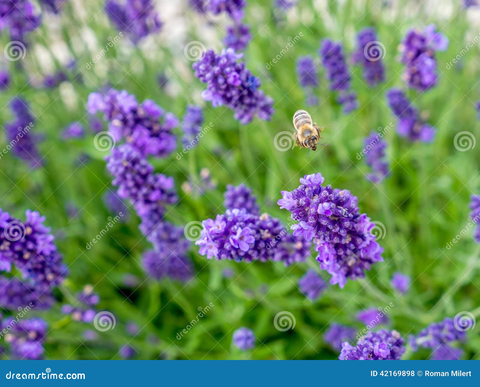Bed of lavender stock photo. Image of insect, blossom - 42169898