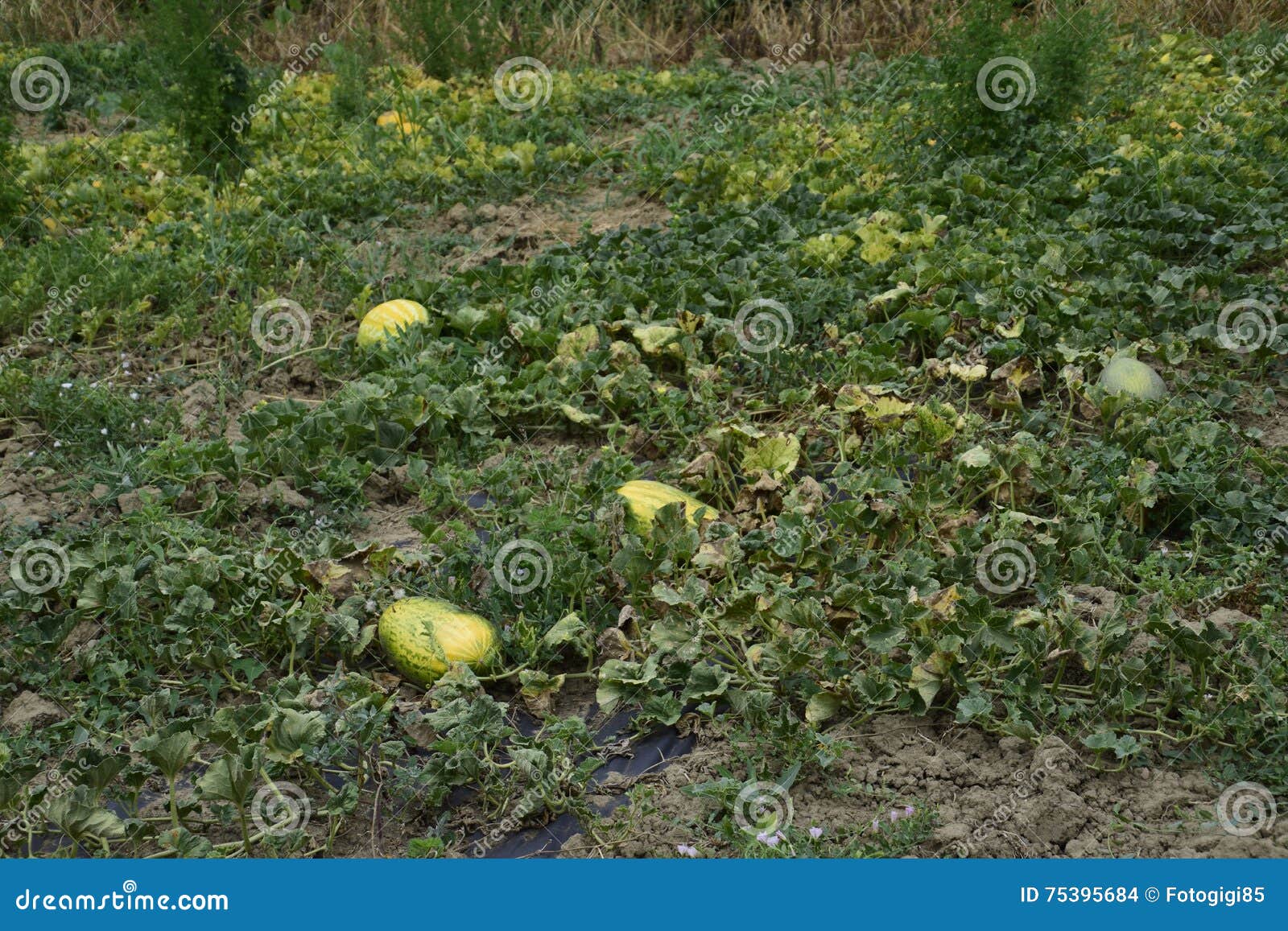 The Bed of Melons and Watermelons in the Garden Stock Photo - Image of ...
