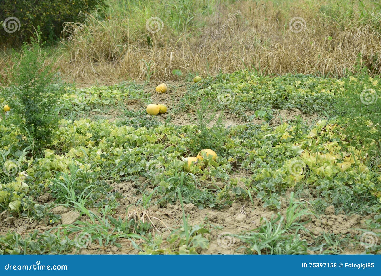 The Bed of Melons and Watermelons in the Garden Stock Photo - Image of ...