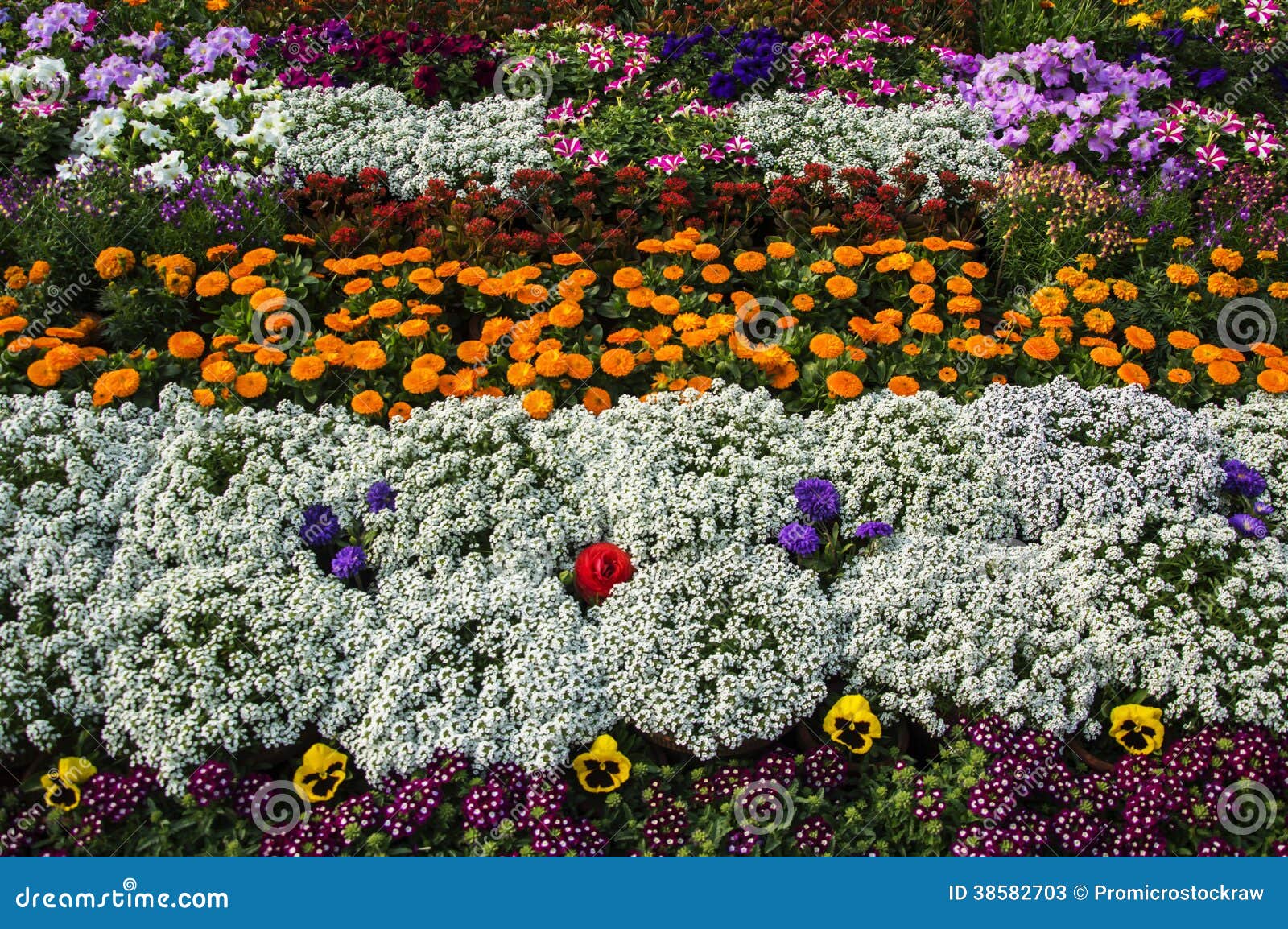 Bed of Multi Colored Flowers Stock Image - Image of natural, branch ...