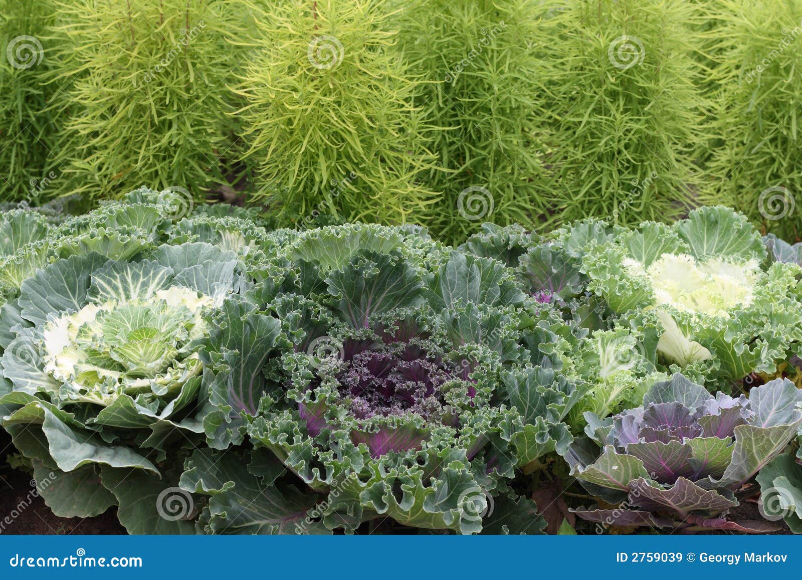 Ornamental Cabbage. Flowering Kale. Garden Trends. Brassica Oleracea ...