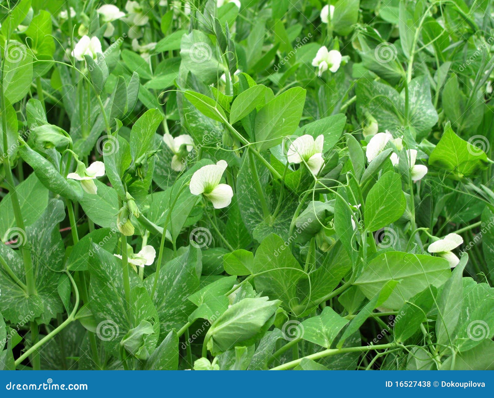 Bed of peas stock photo. Image of vegetables, stern, blown - 16527438