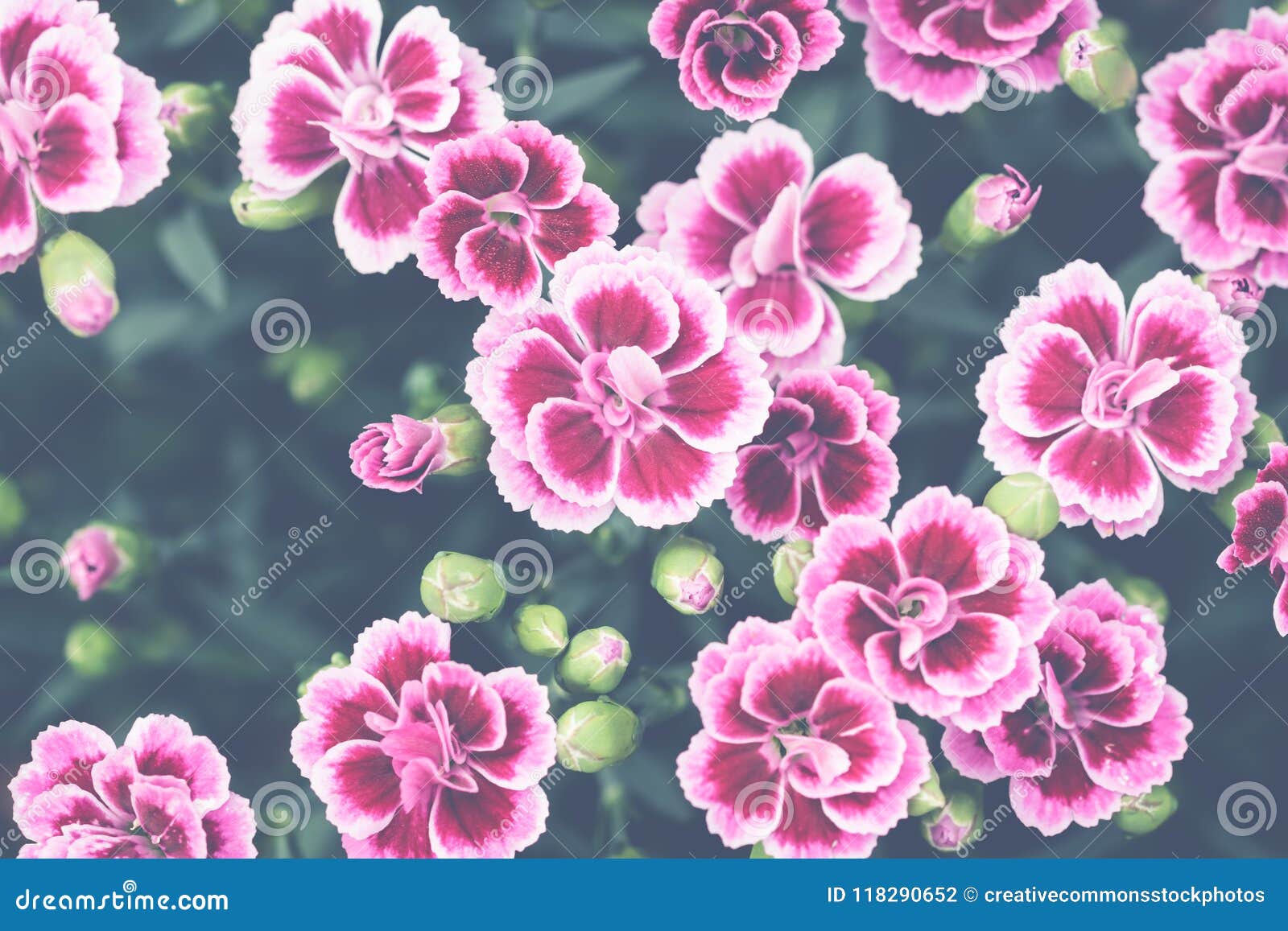 Bed Of Red Roses Picture. Image: 118290652