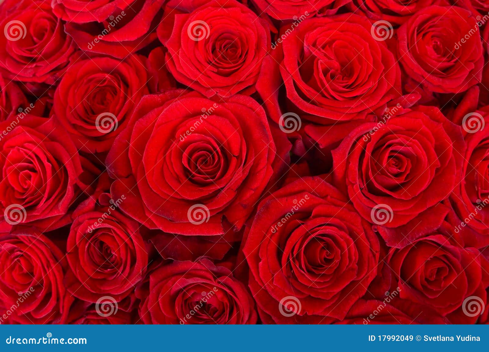 Bed of red roses stock image. Image of temperate, plant - 17992049