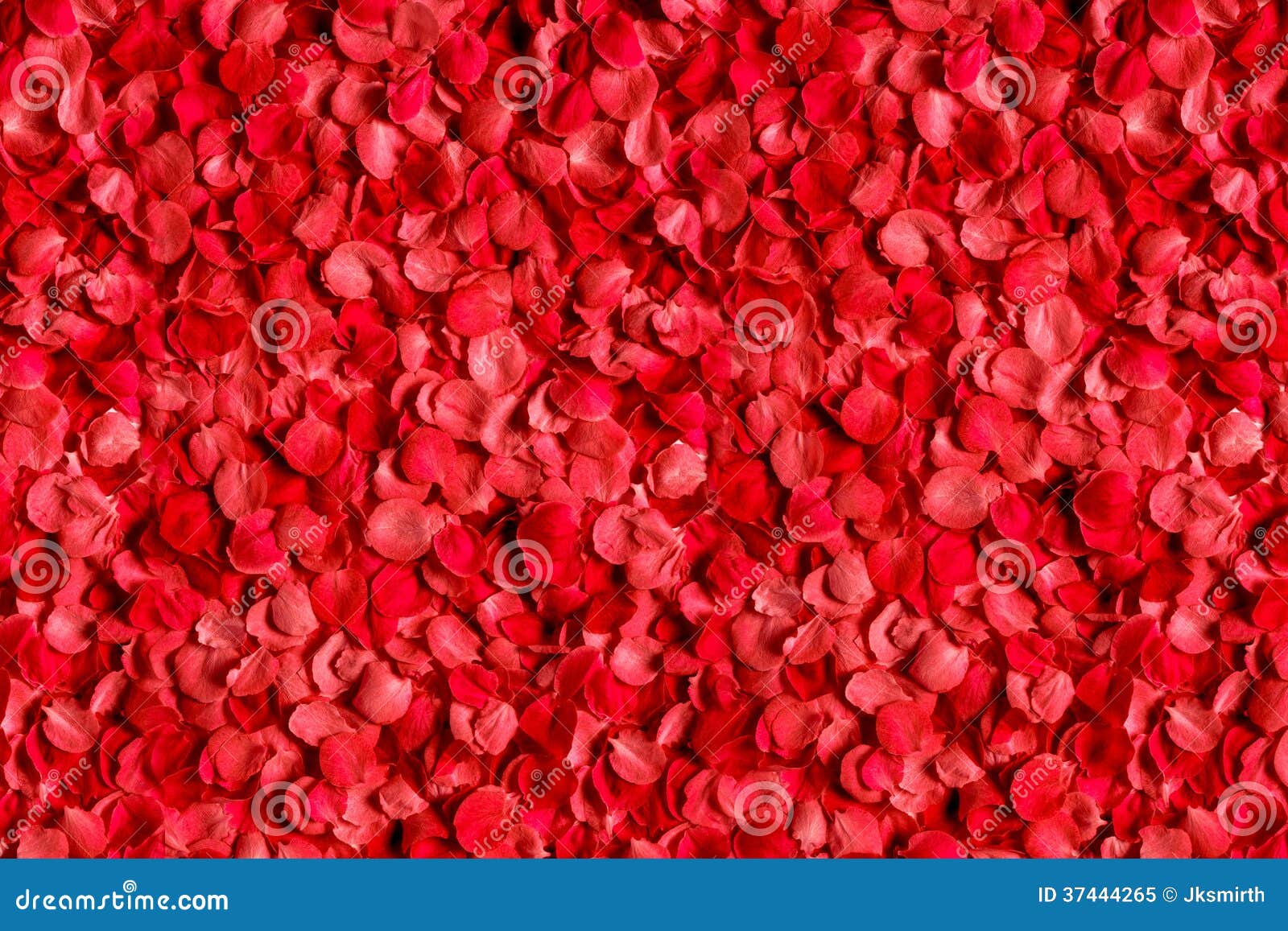 Bed of Red Roses petals stock image. Image of love, group - 37444265