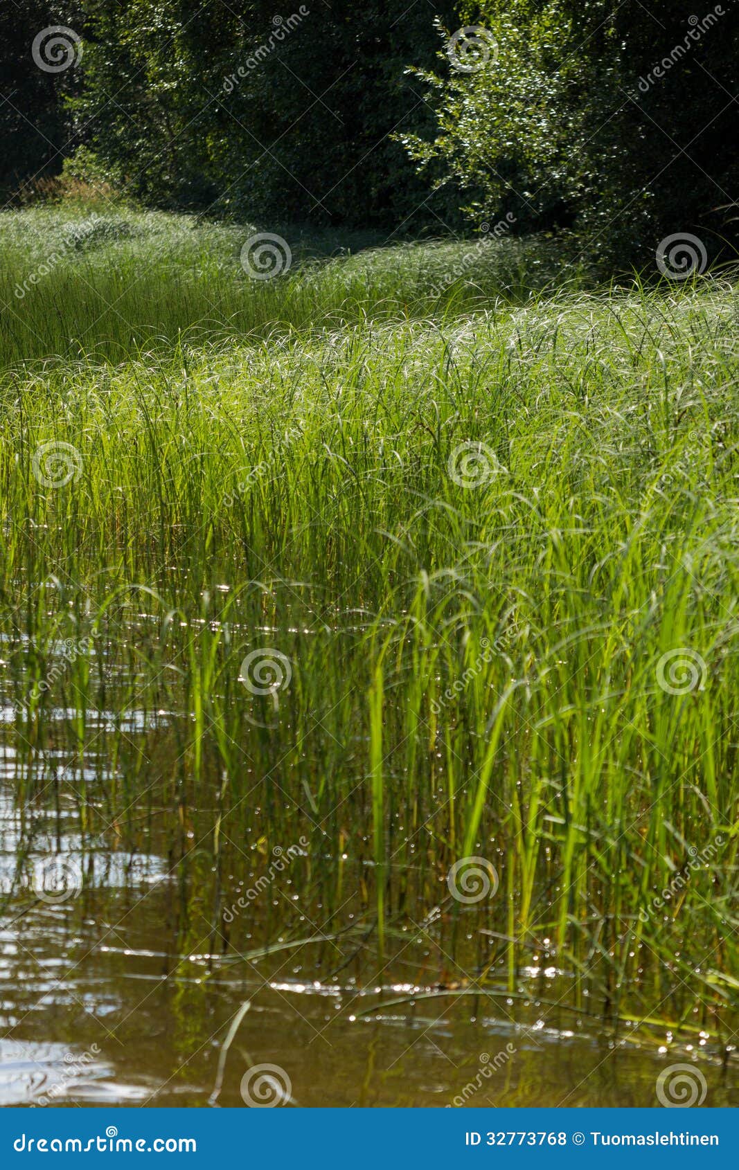 Bed of reeds stock photo. Image of green, daylight, seasonal - 32773768