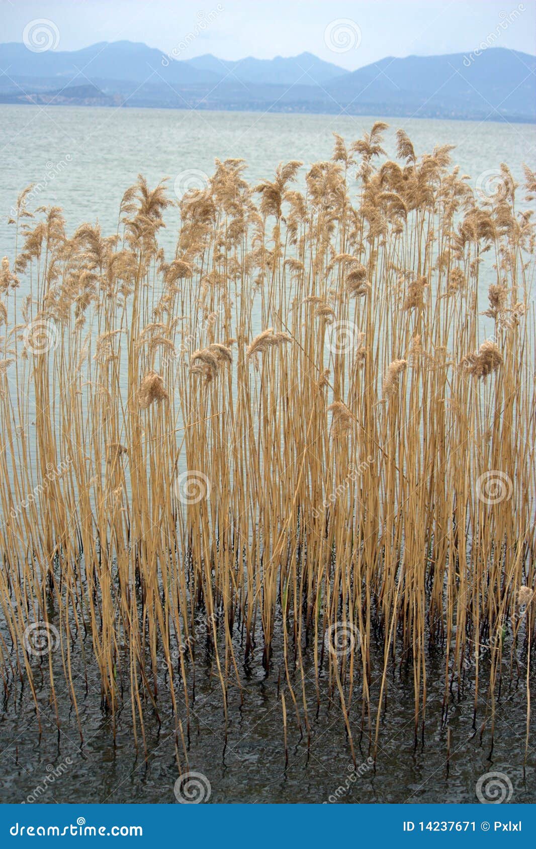 Bed of reeds on a lake stock image. Image of outdoor - 14237671