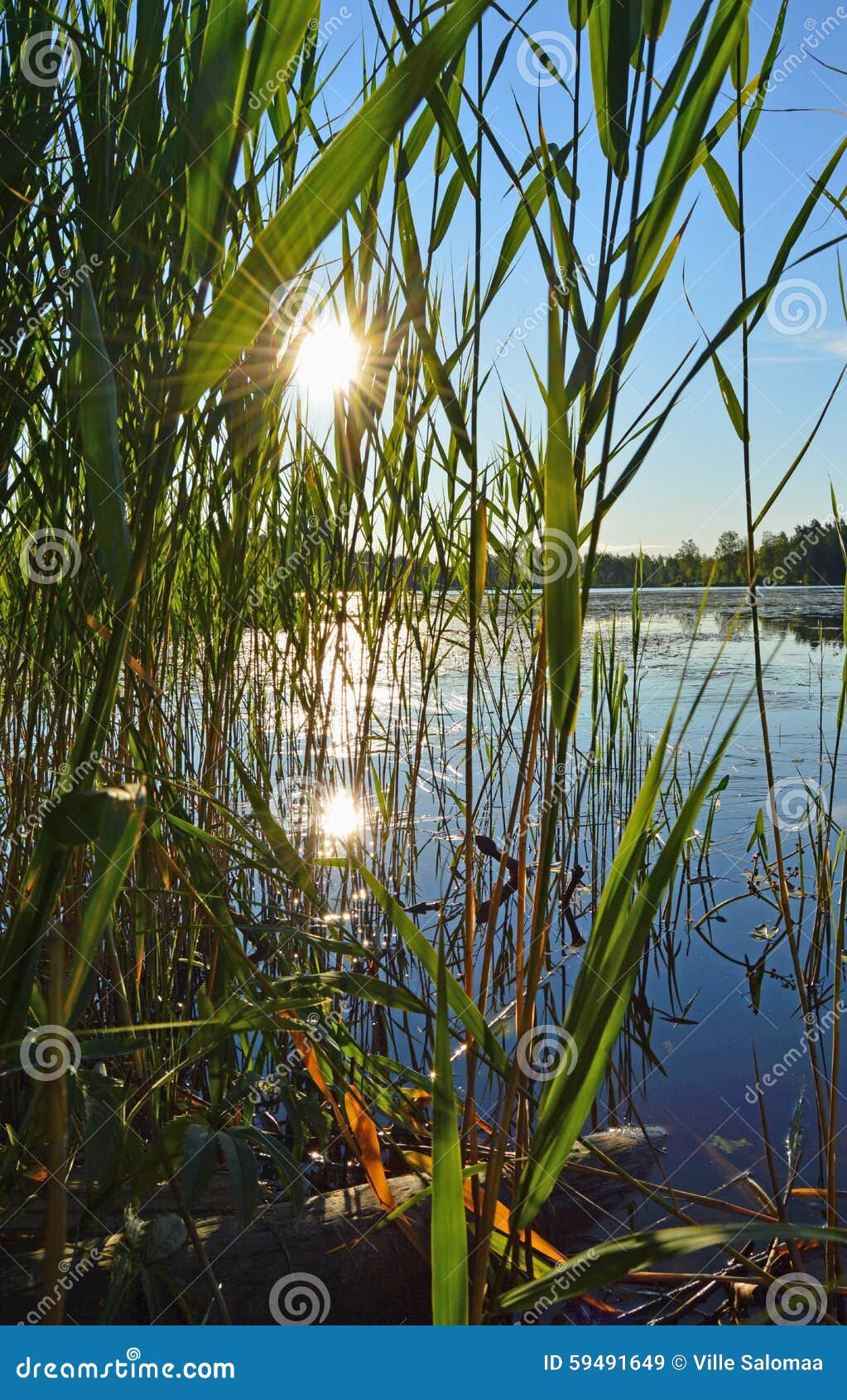 A bed of reeds stock image. Image of reflected, lake - 59491649