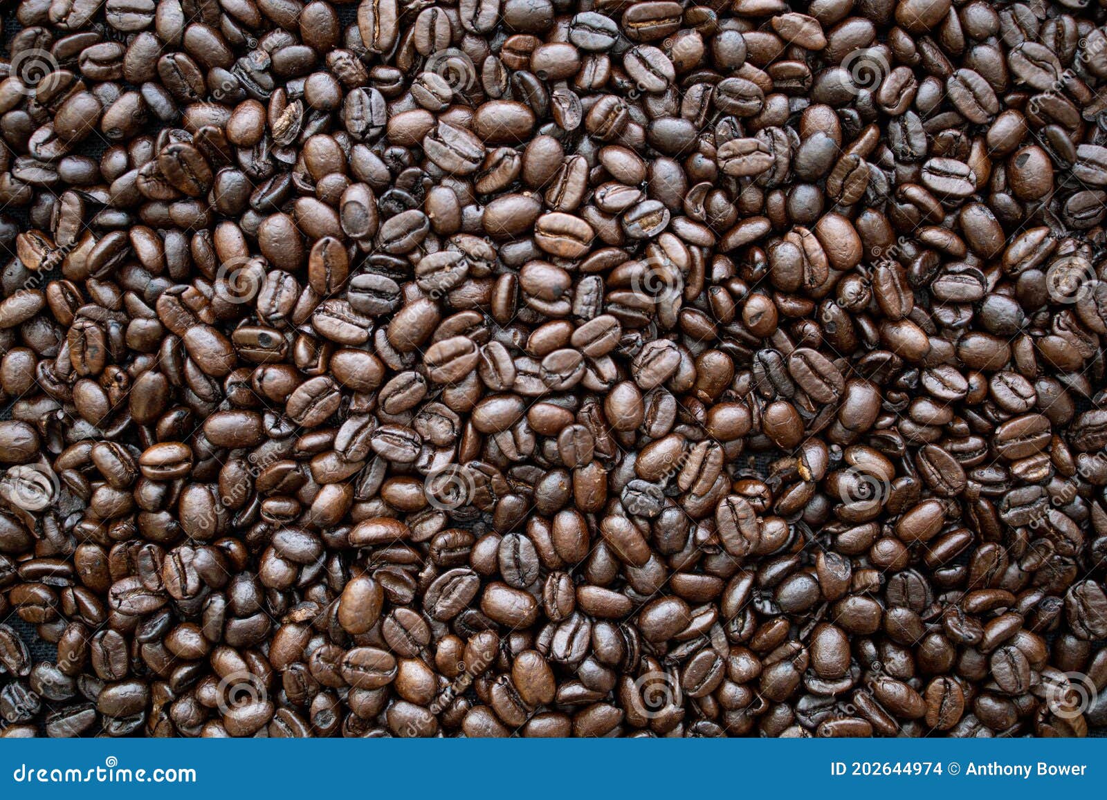 Bed of Dark Roasted Coffee Beans Stock Photo - Image of breakfast, crop ...
