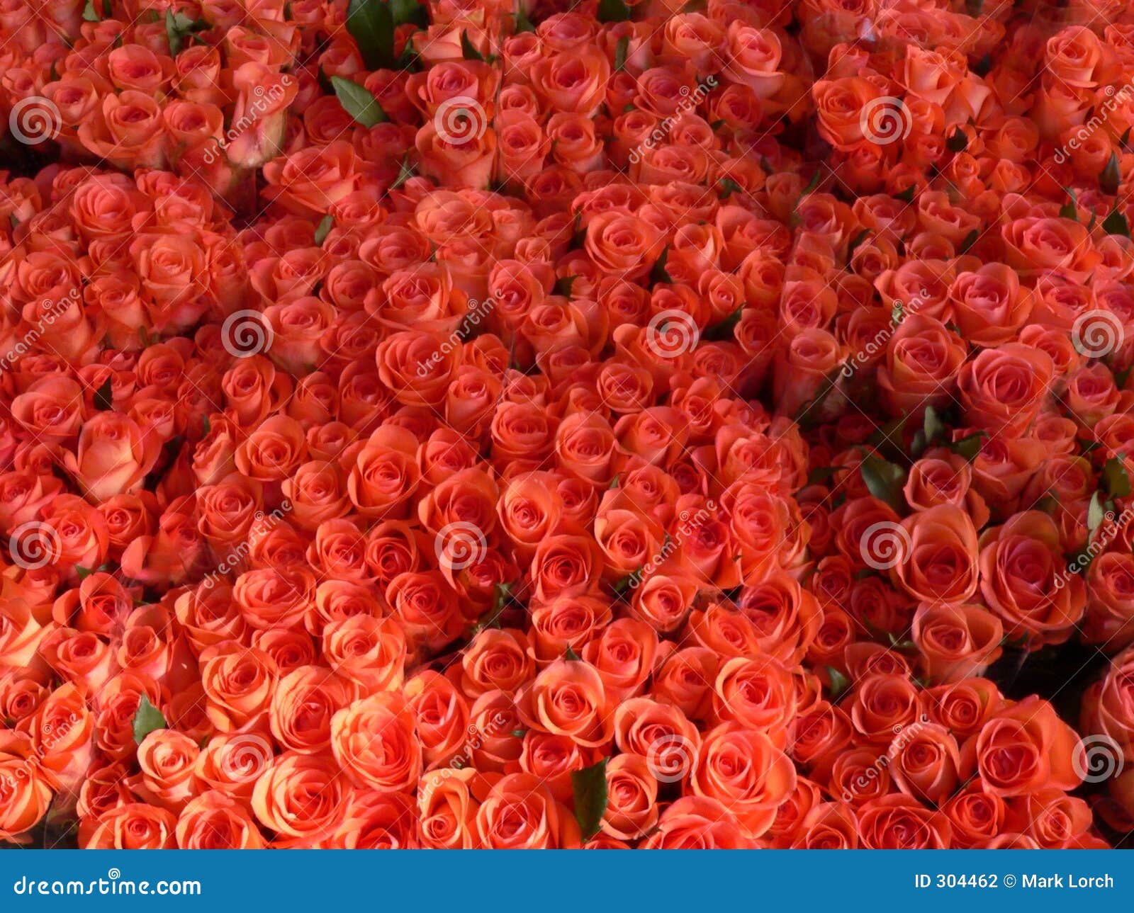 Bed of roses stock photo. Image of backgrounds, pretty - 304462