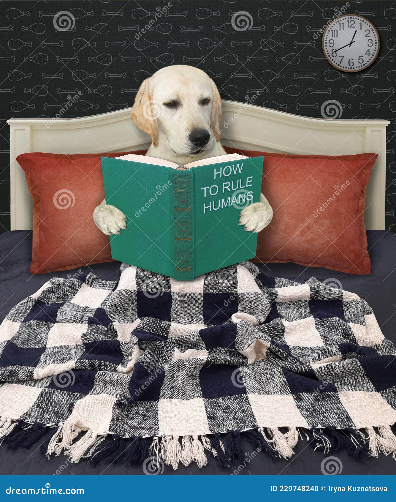 Dog Labrador in Bed Reads Book Stock Photo - Image of success, read ...