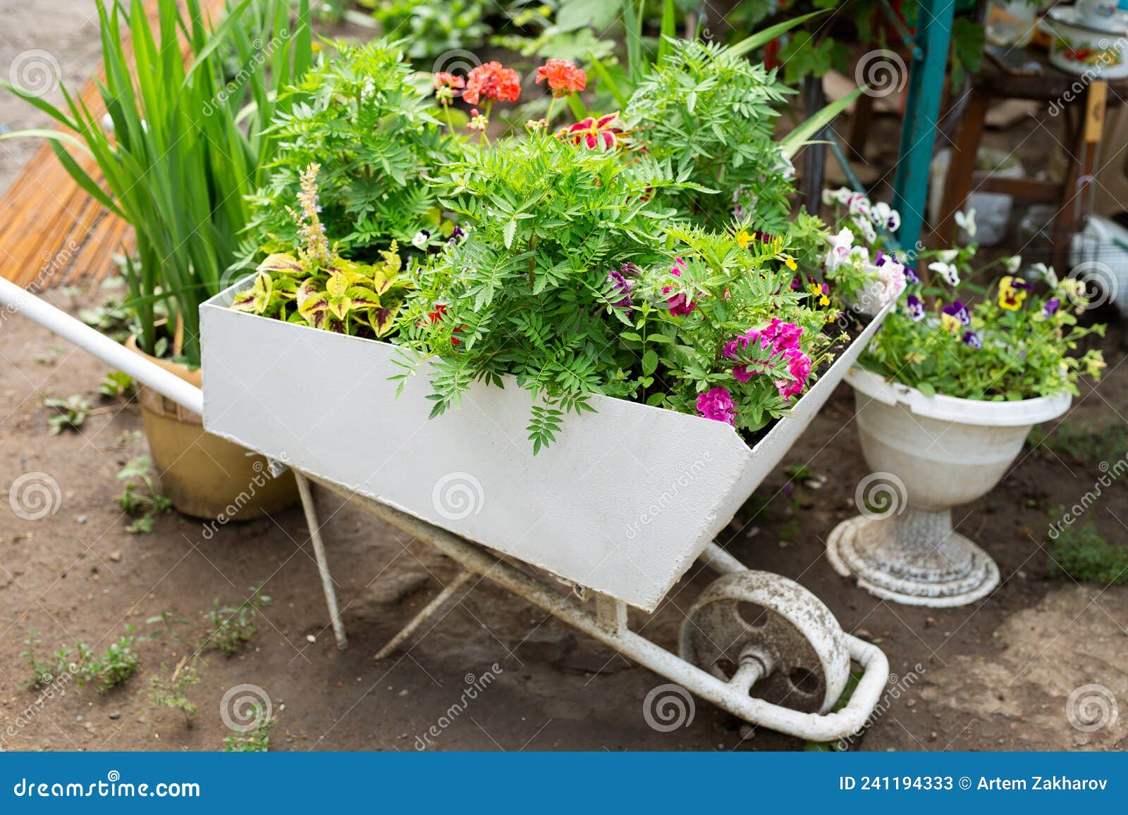 A Bed of Summer Flowers in a White Wheelbarrow Stock Image - Image of ...