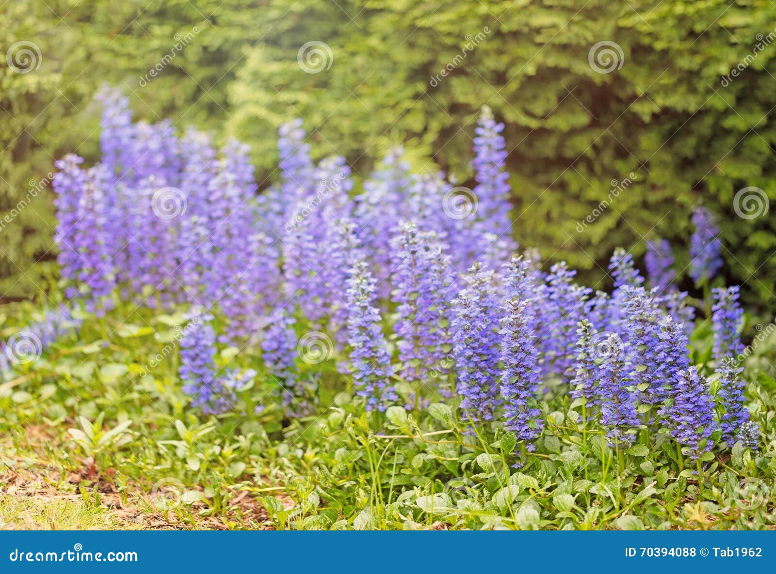 Bed of Wild Blue Flowers in Bright Light Stock Photo - Image of blue ...