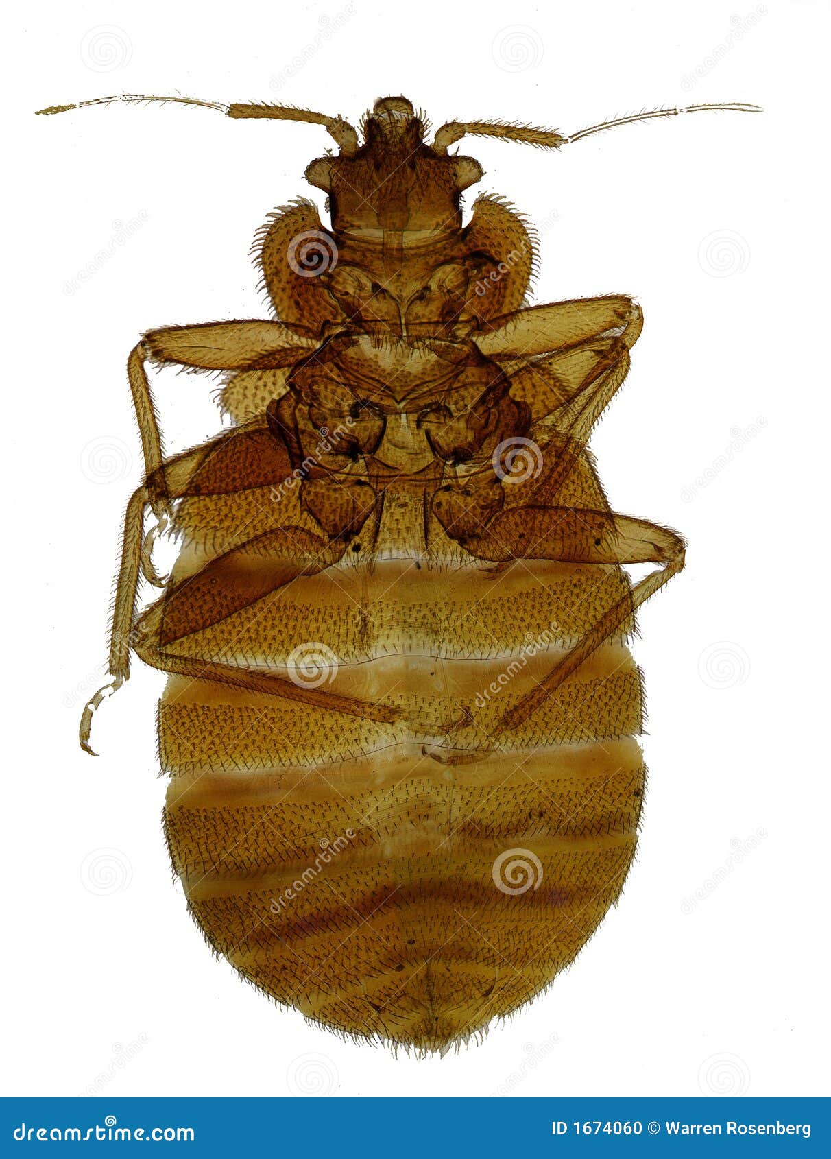 Bedbug stock photo. Image of unsanitary, infest, insect - 1674060