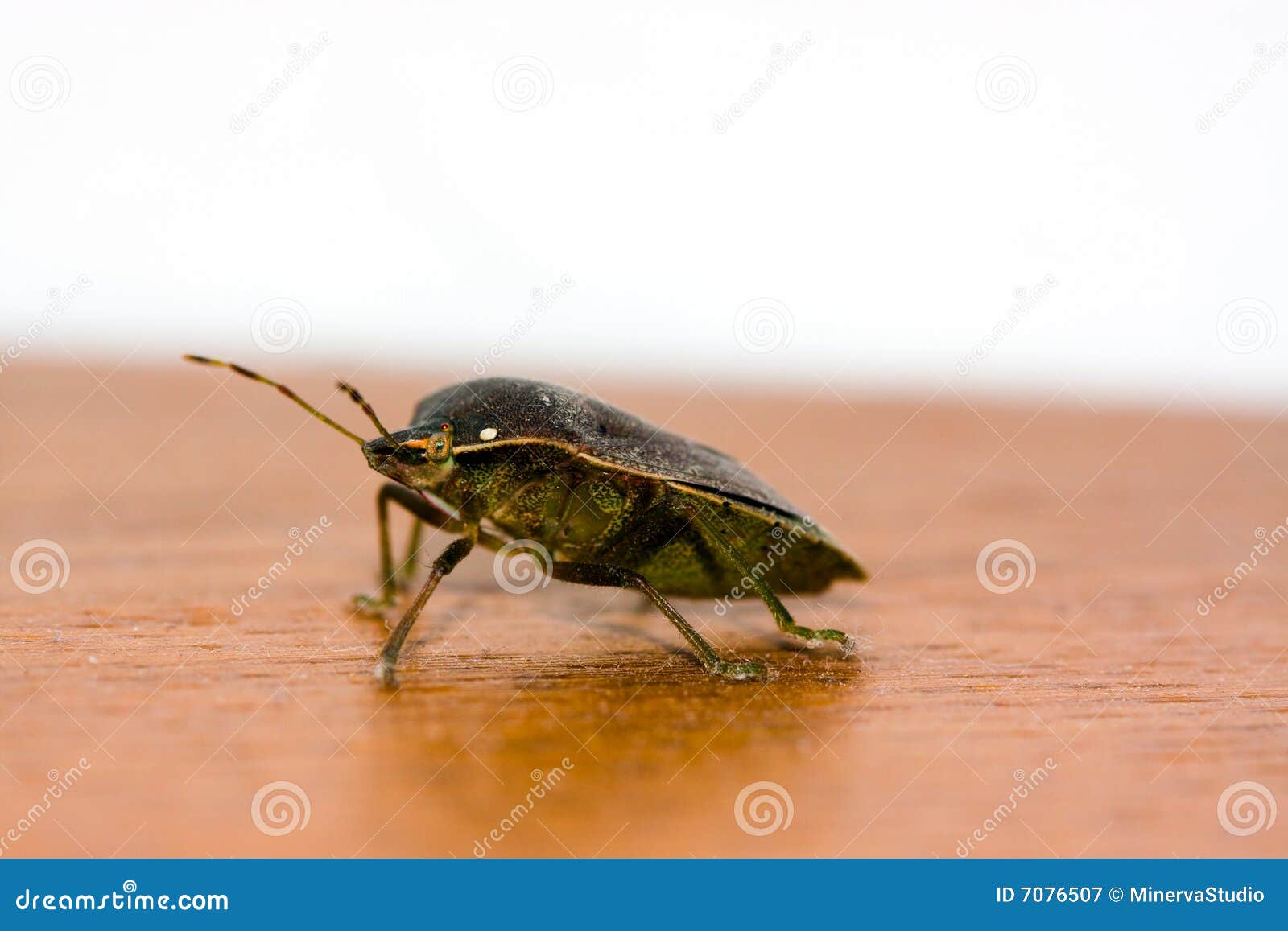 Common Bed Bug Cimex Lectularius Underside - Permanent Slide Plate ...