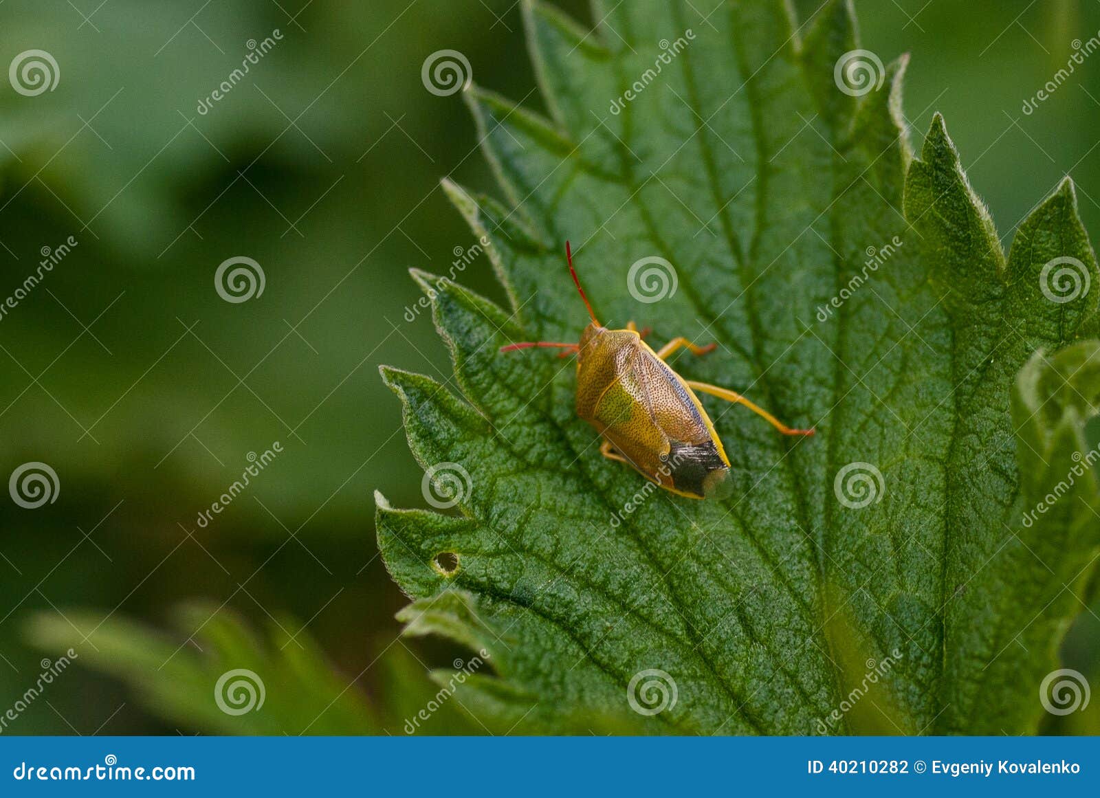 Crum Leaf Stock Photos - Free & Royalty-Free Stock Photos from Dreamstime