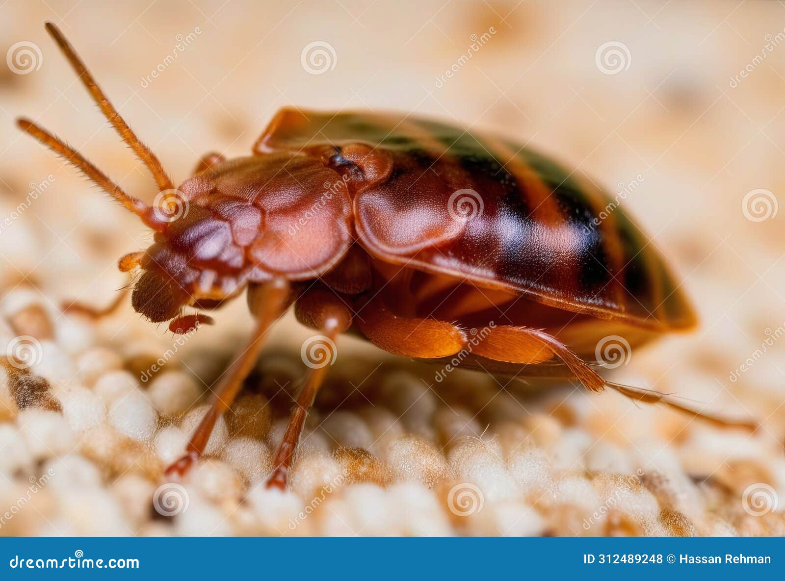 Bedbug Close Up of Cimex Hemipterus - Bed Bug on Bed Background , High ...