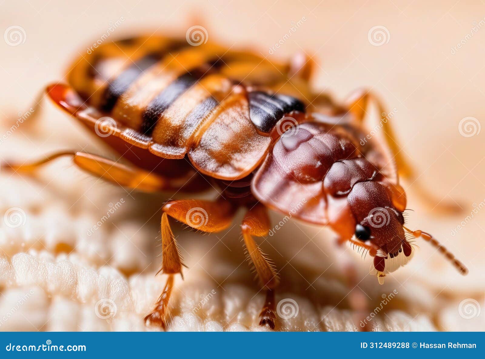 Bedbug Close Up of Cimex Hemipterus - Bed Bug on Bed Background , High ...