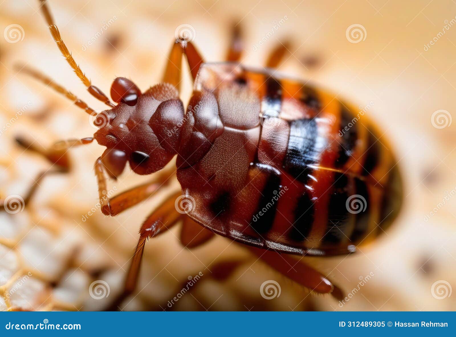 Bedbug Close Up of Cimex Hemipterus - Bed Bug on Bed Background , High ...