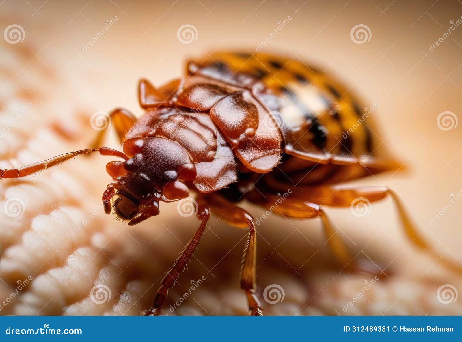 Bedbug Close Up of Cimex Hemipterus - Bed Bug on Bed Background , High ...