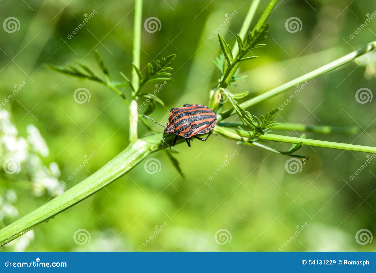 Bedbug on flower stock image. Image of orange, nature - 54131229