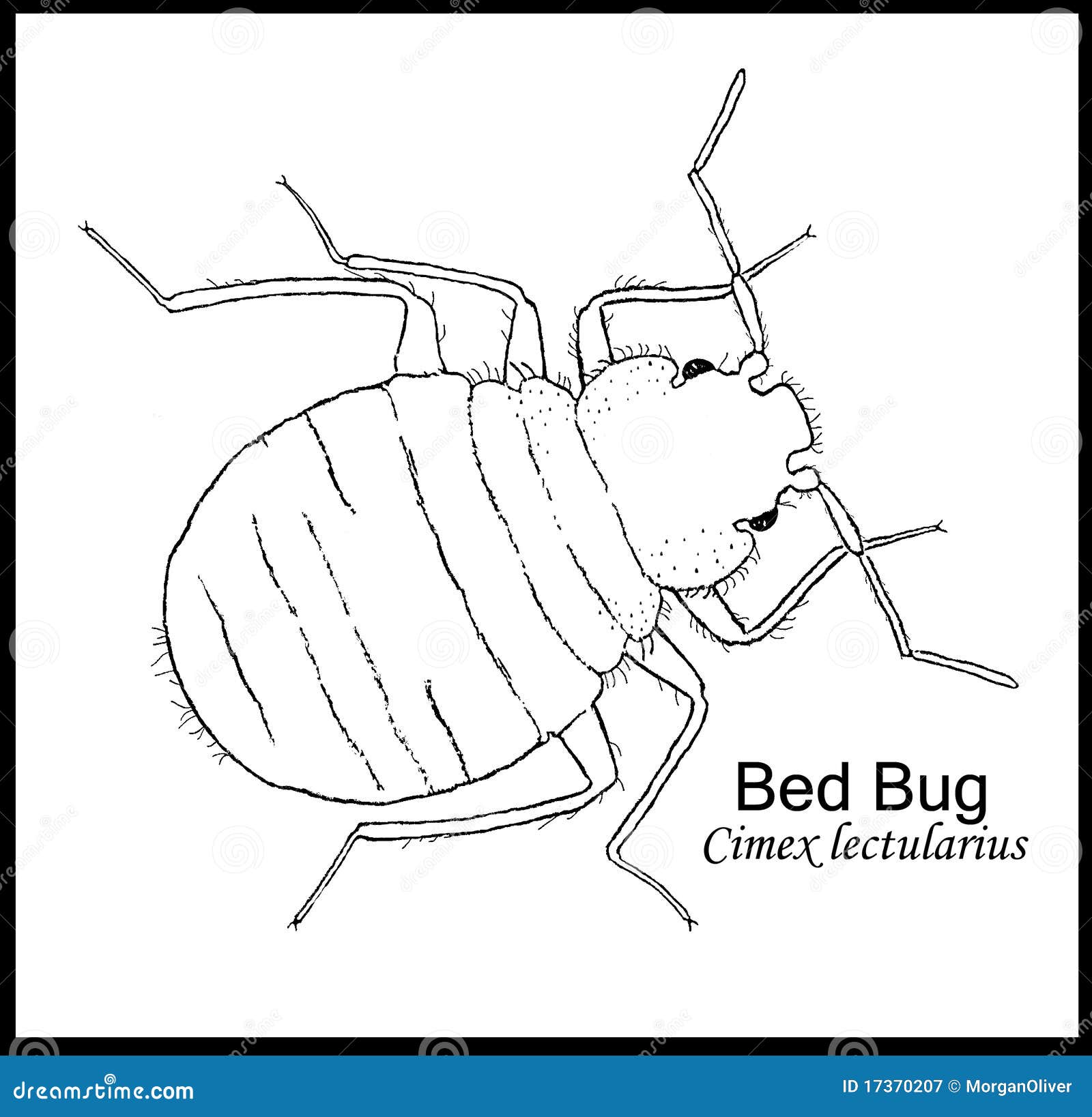 Bedbug Illustrated Poster Royalty Free Stock Photography - Image: 17370207
