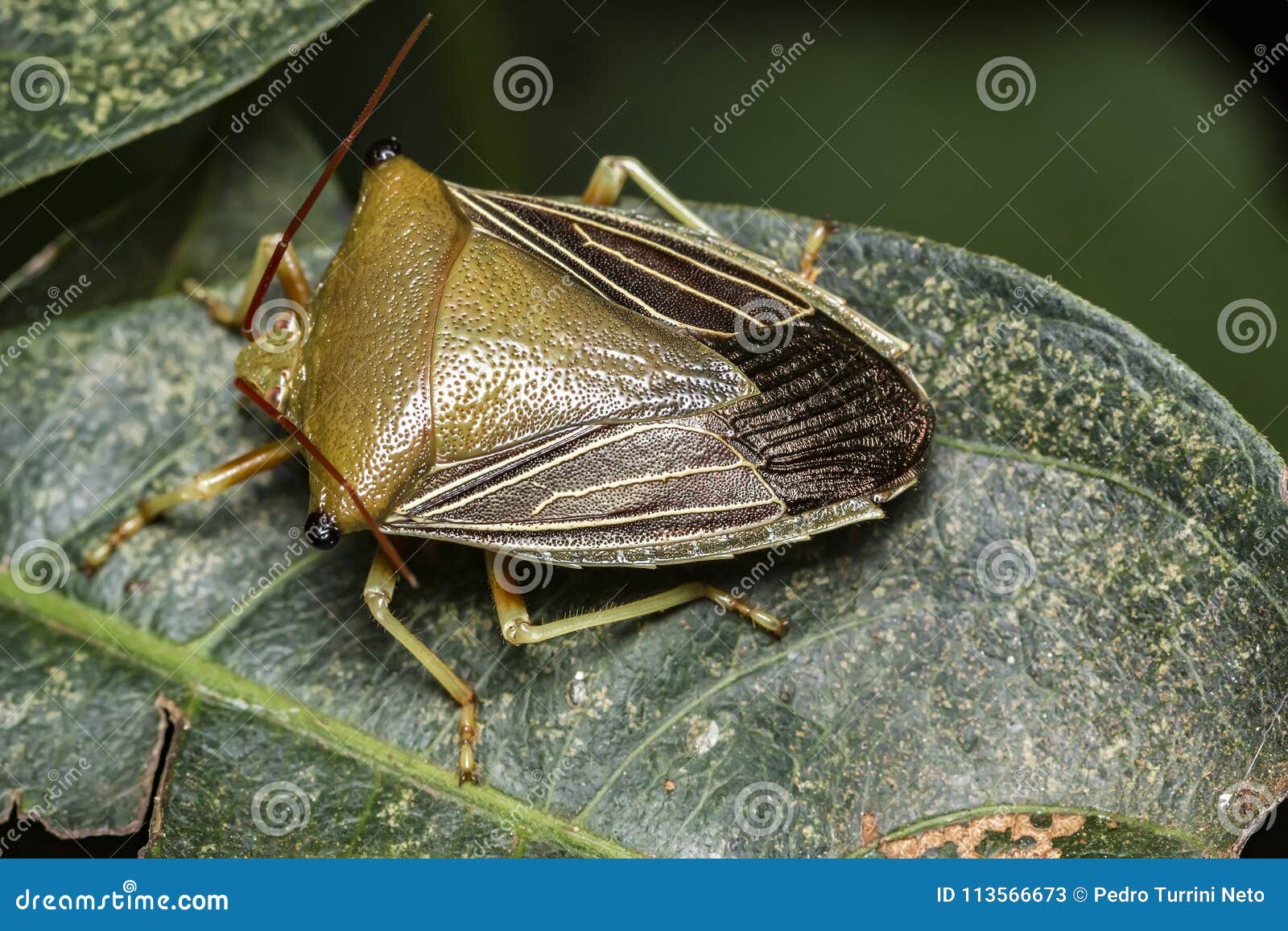 Bedbug Insect on Leaf Extreme Close Up Photo Stock Image - Image of ...