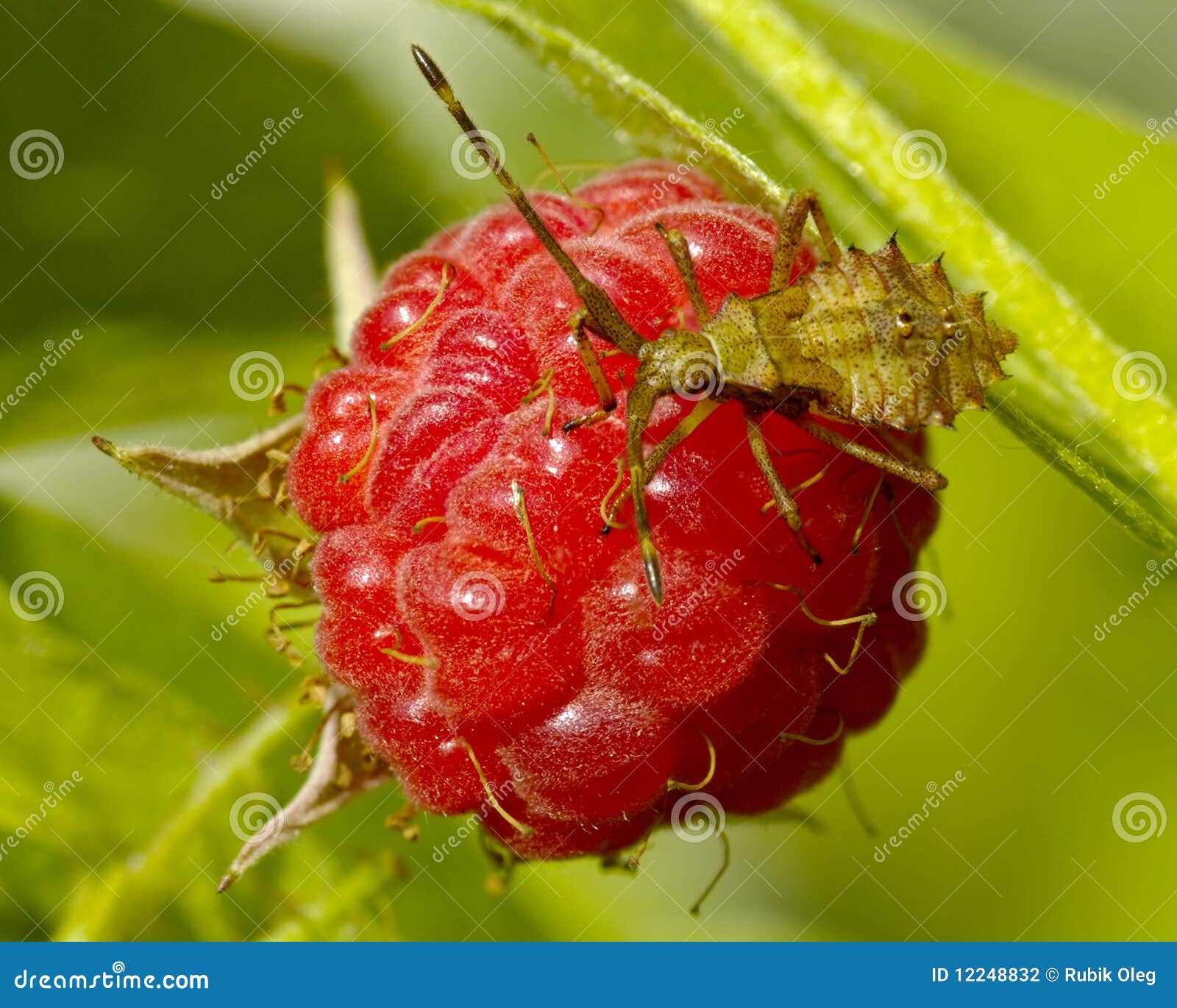 The Bedbug on raspberry stock photo. Image of plant, insect - 12248832
