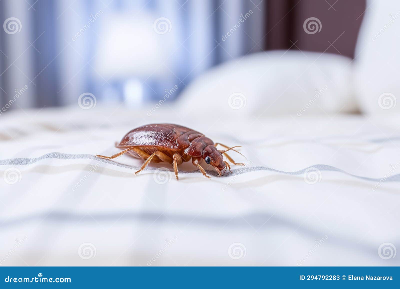 Bedbug on Sheet on Bed in Bedroom Close-up Stock Image - Image of ...