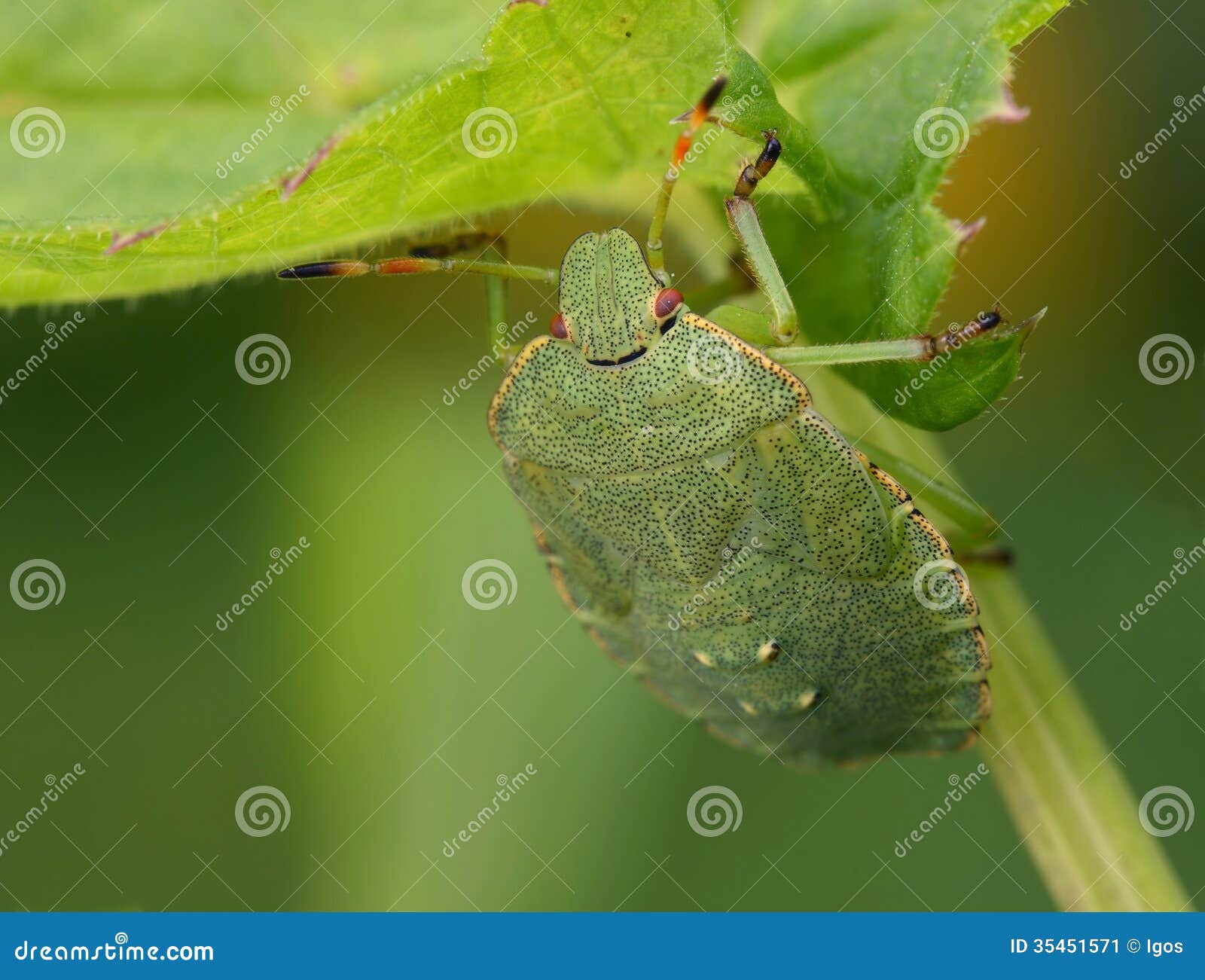 Bedbug stock image. Image of garden, pest, green, small - 35451571