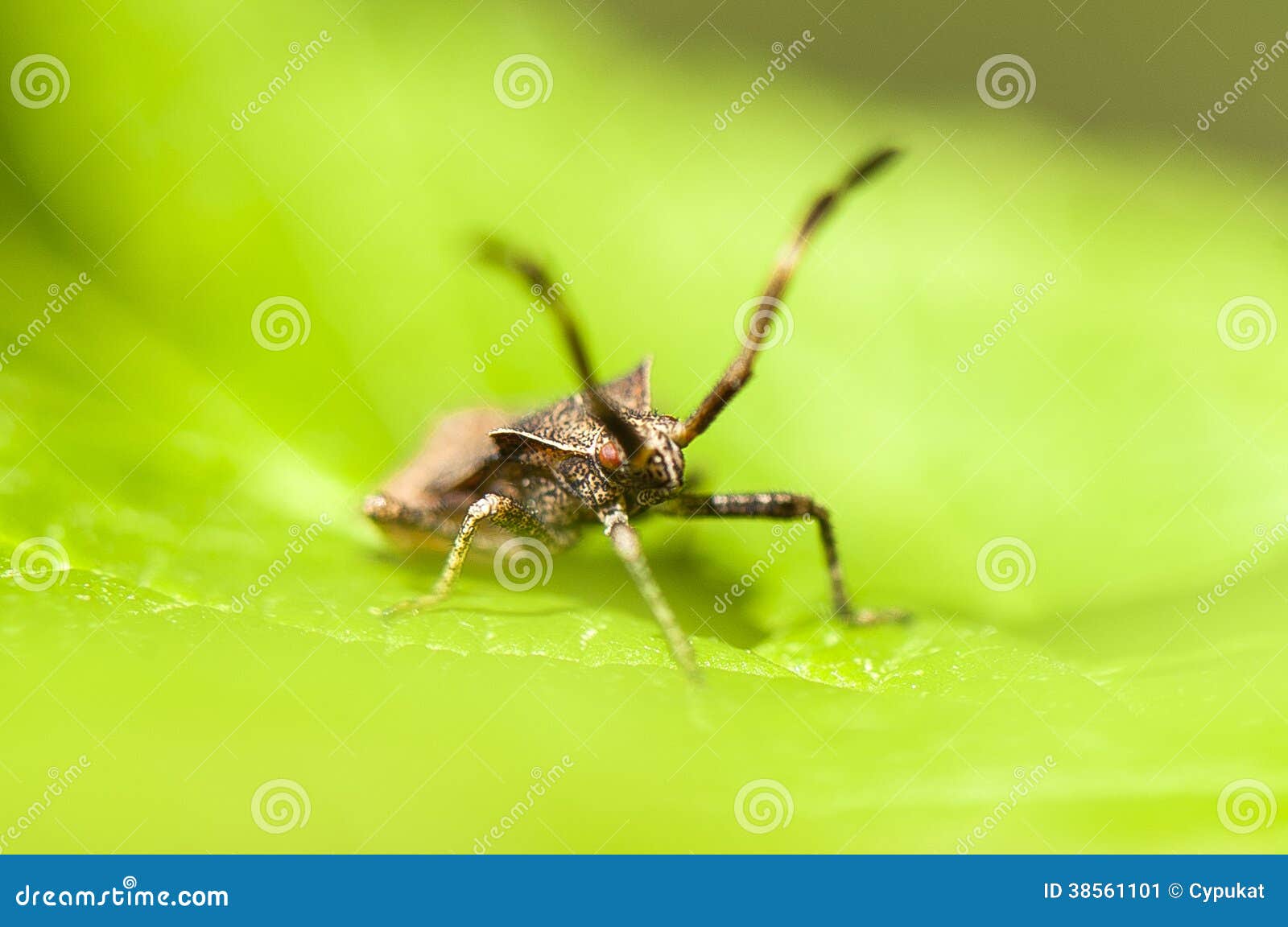 Bedbug stock image. Image of insect, nature, bedbug, green - 38561101