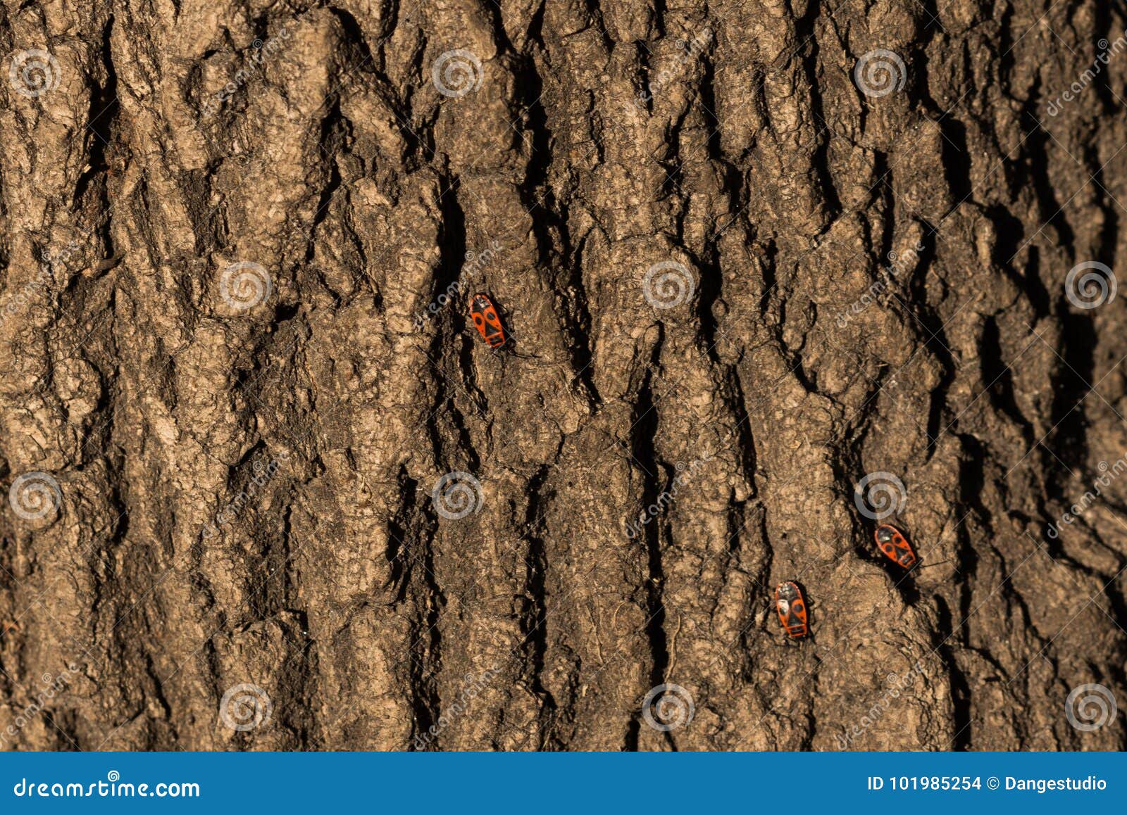 Bedbug Soldier on a Tree Trunk Stock Photo - Image of insect, organic ...